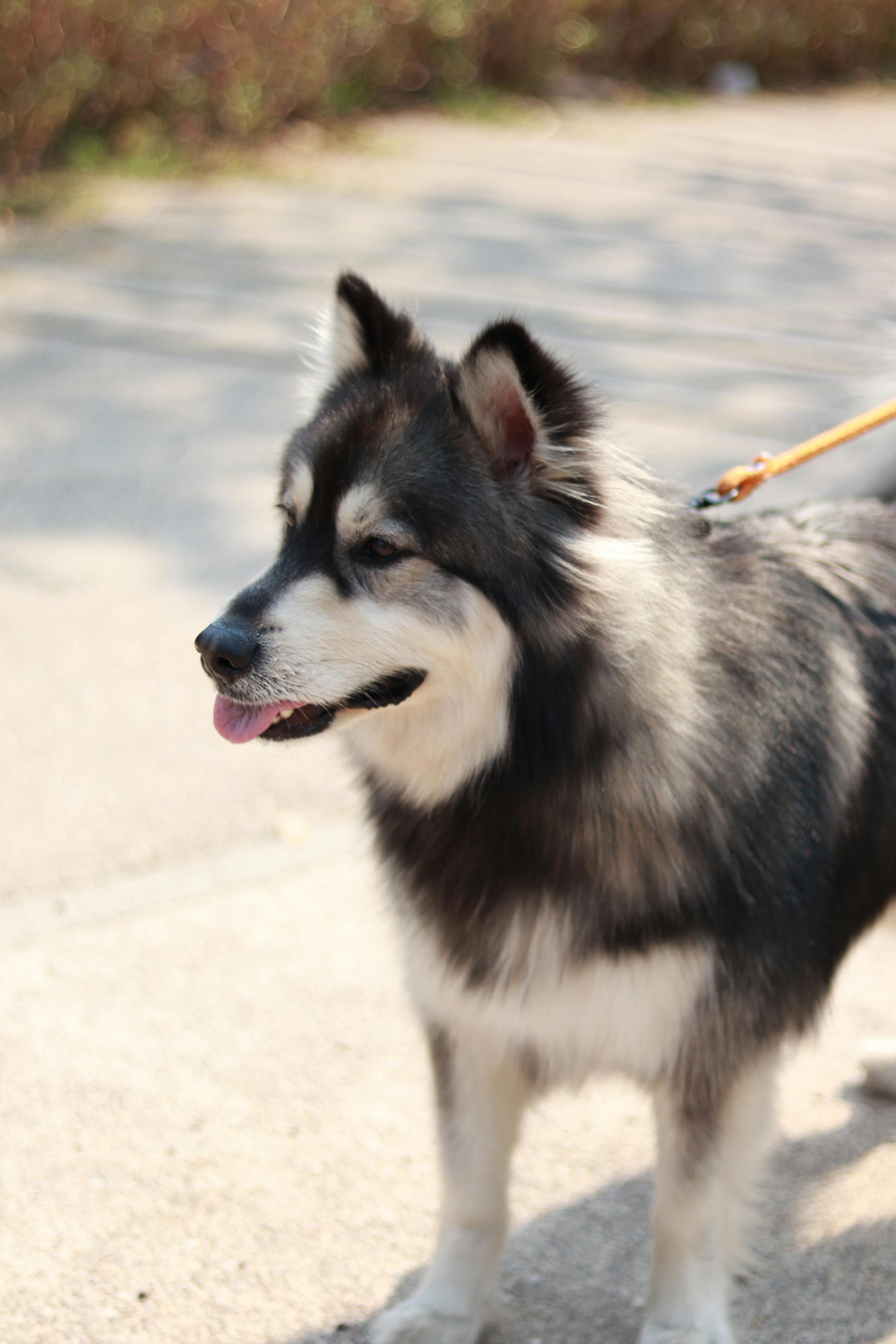 Husky Puppy on Leash · Free Stock Photo