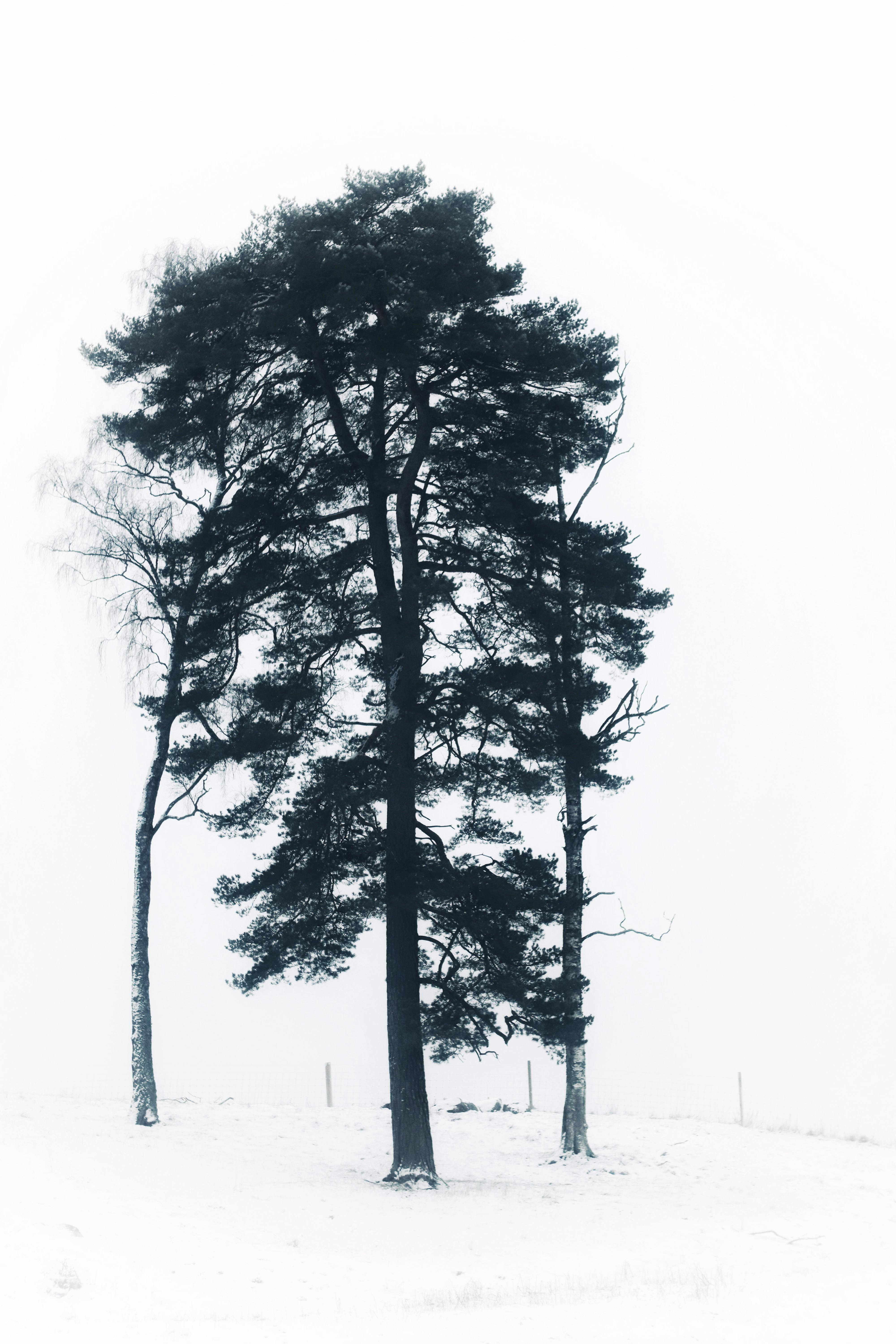 Snow around Trees · Free Stock Photo