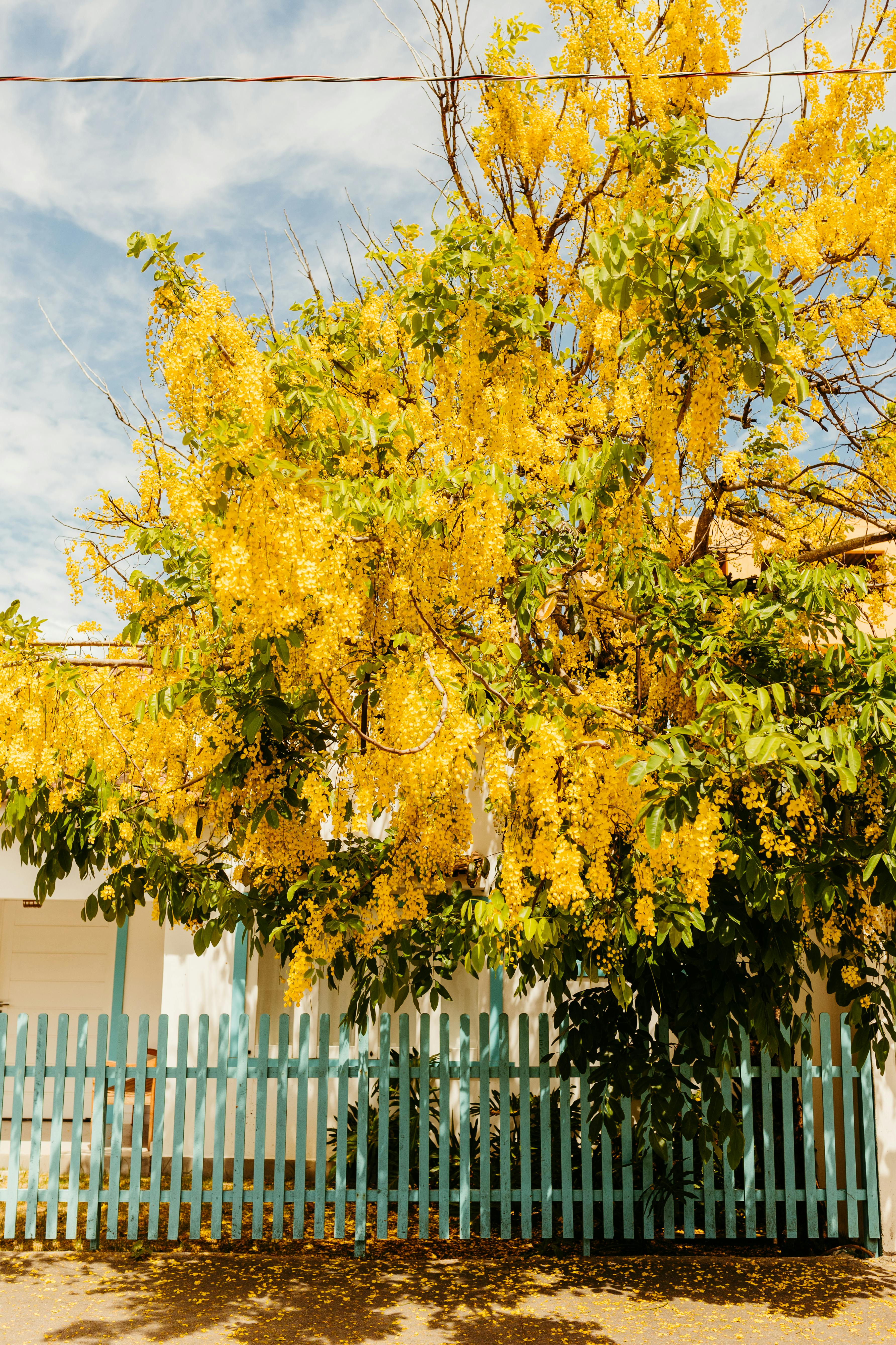 Autumn Tree near Fence · Free Stock Photo