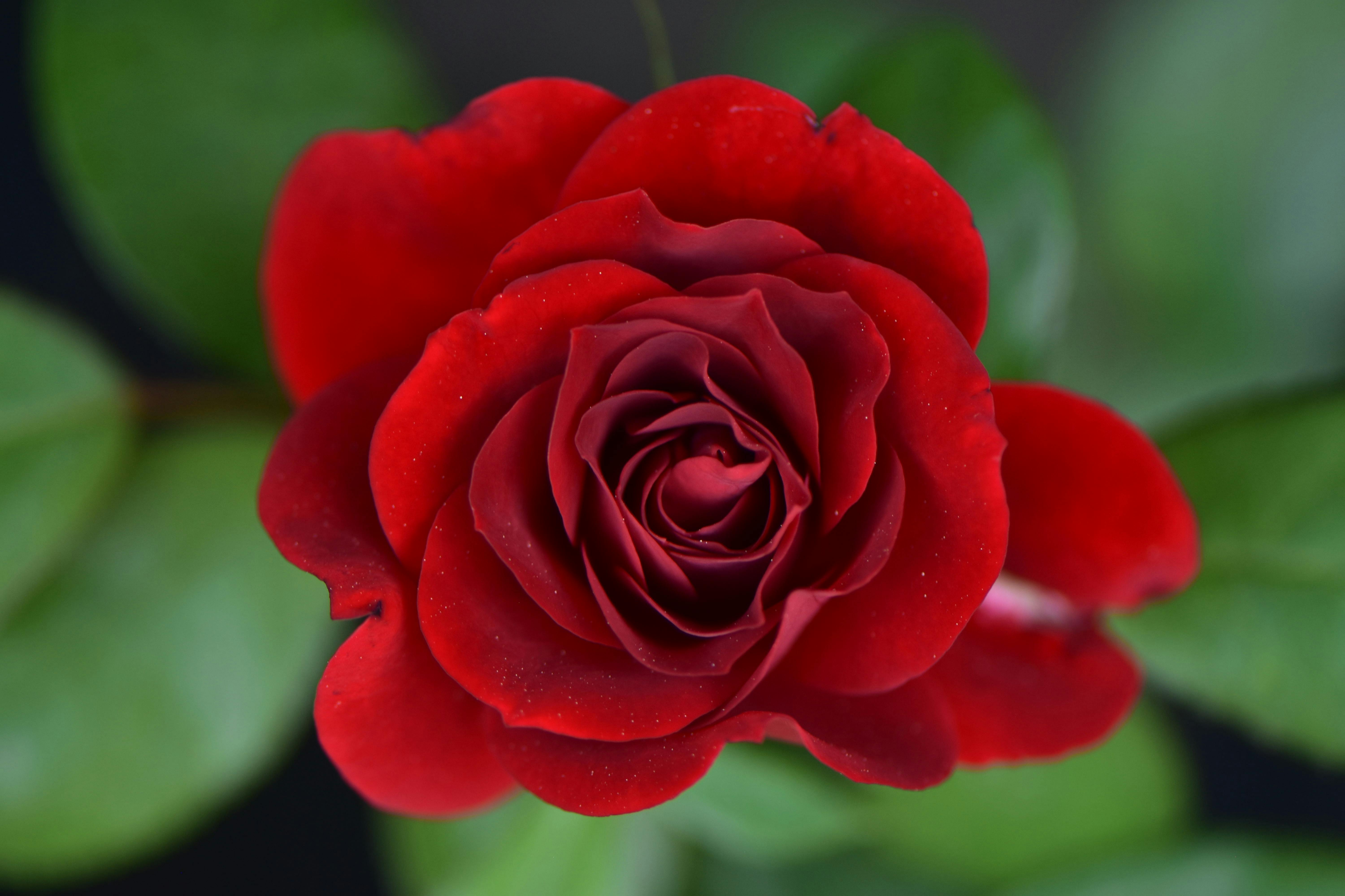 Close up of a Rose · Free Stock Photo