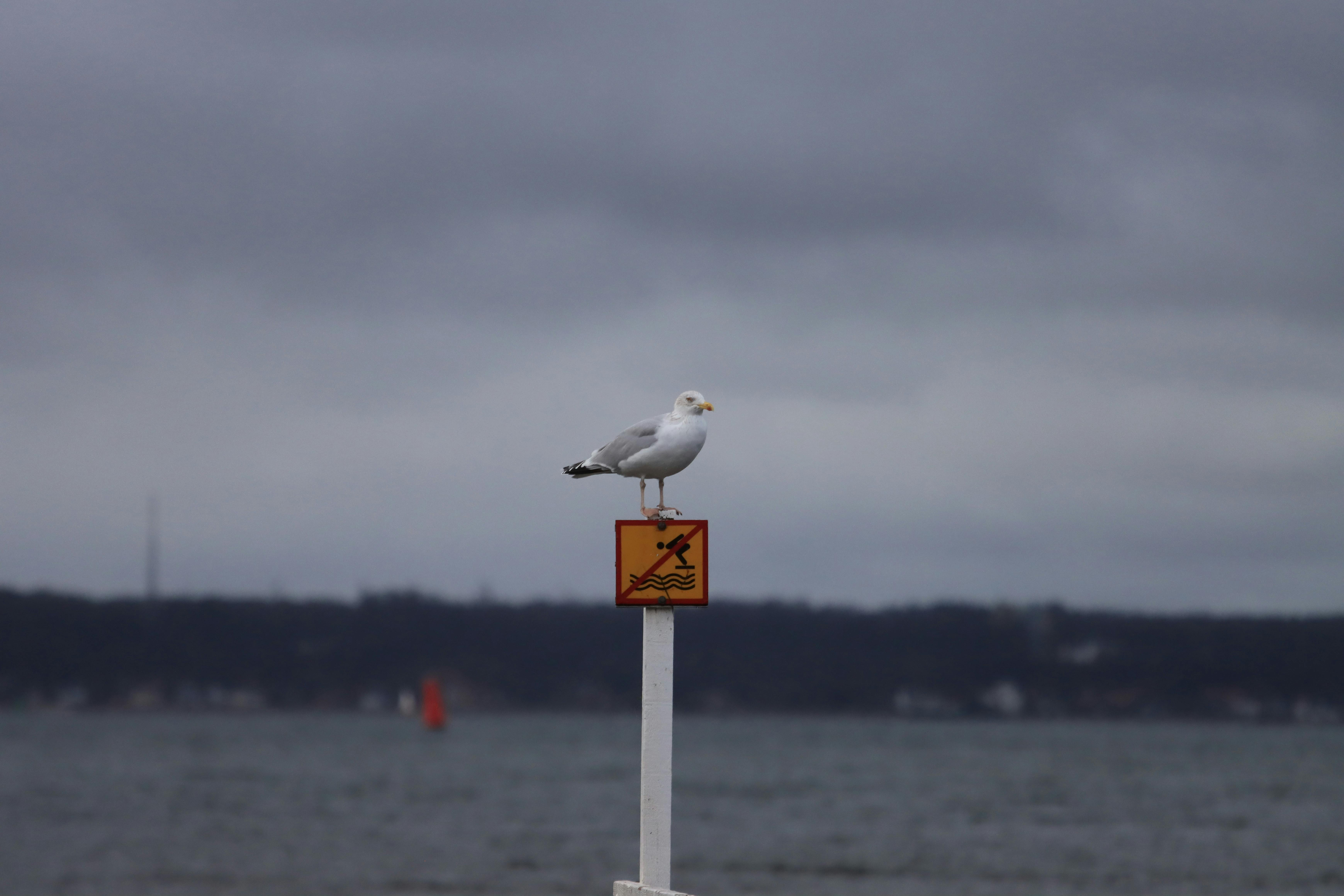 Seagull on Warning Sign on Sea Shore · Free Stock Photo