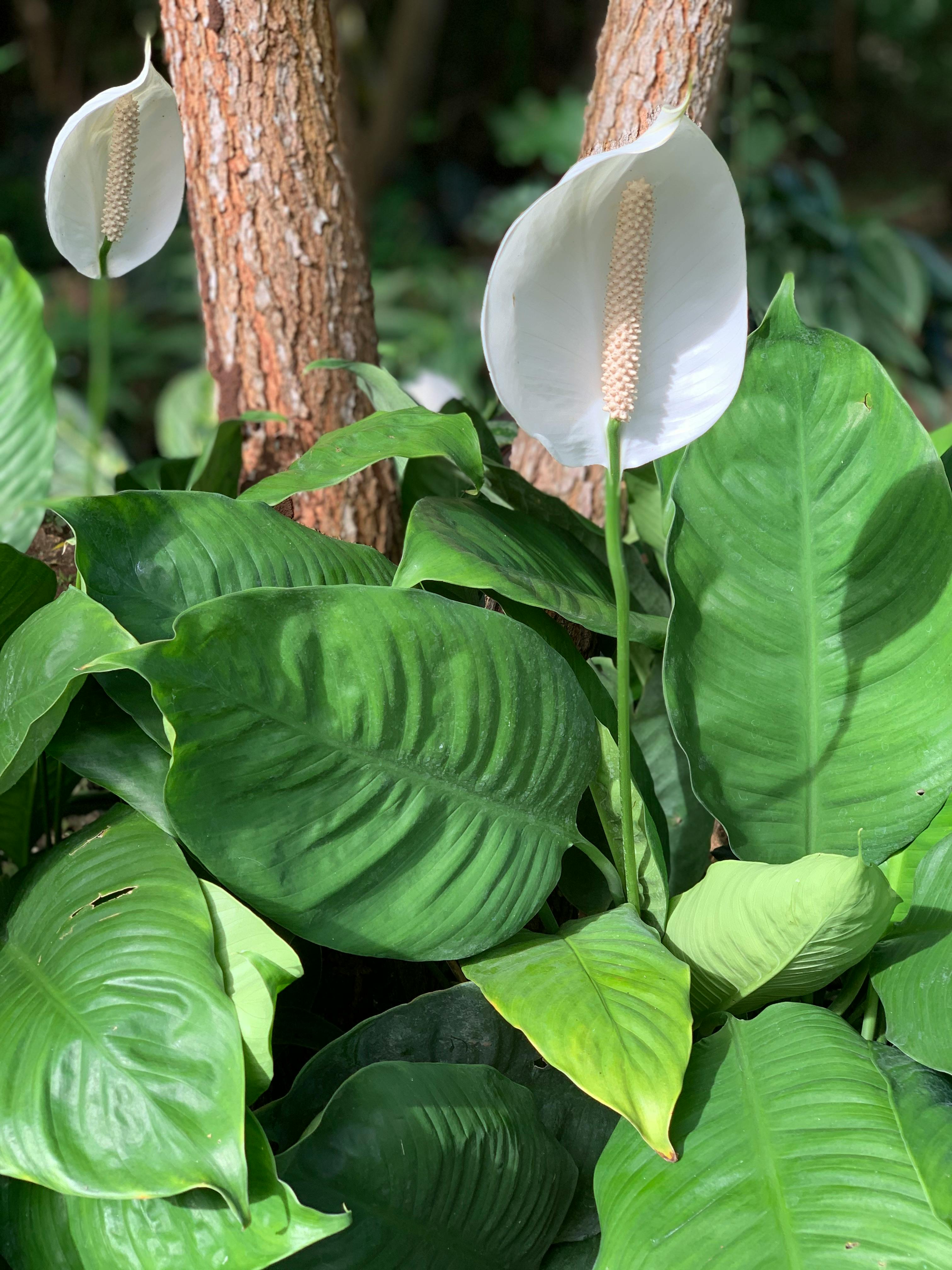 Green Grams Photos, Download The BEST Free Green Grams Stock Photos ...