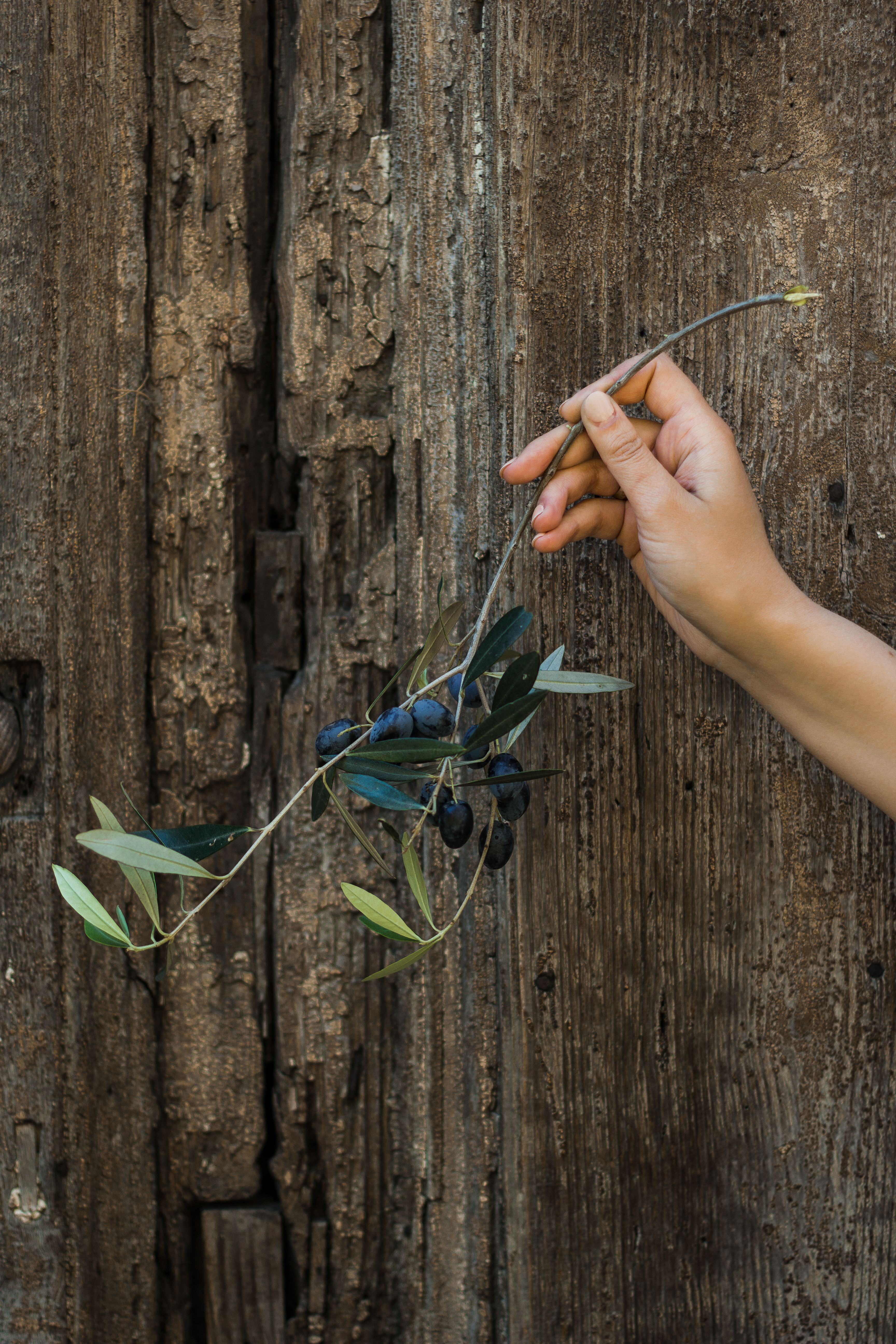 Photo of a Hand Holding a Branch with Leaves and Fruits against a ...