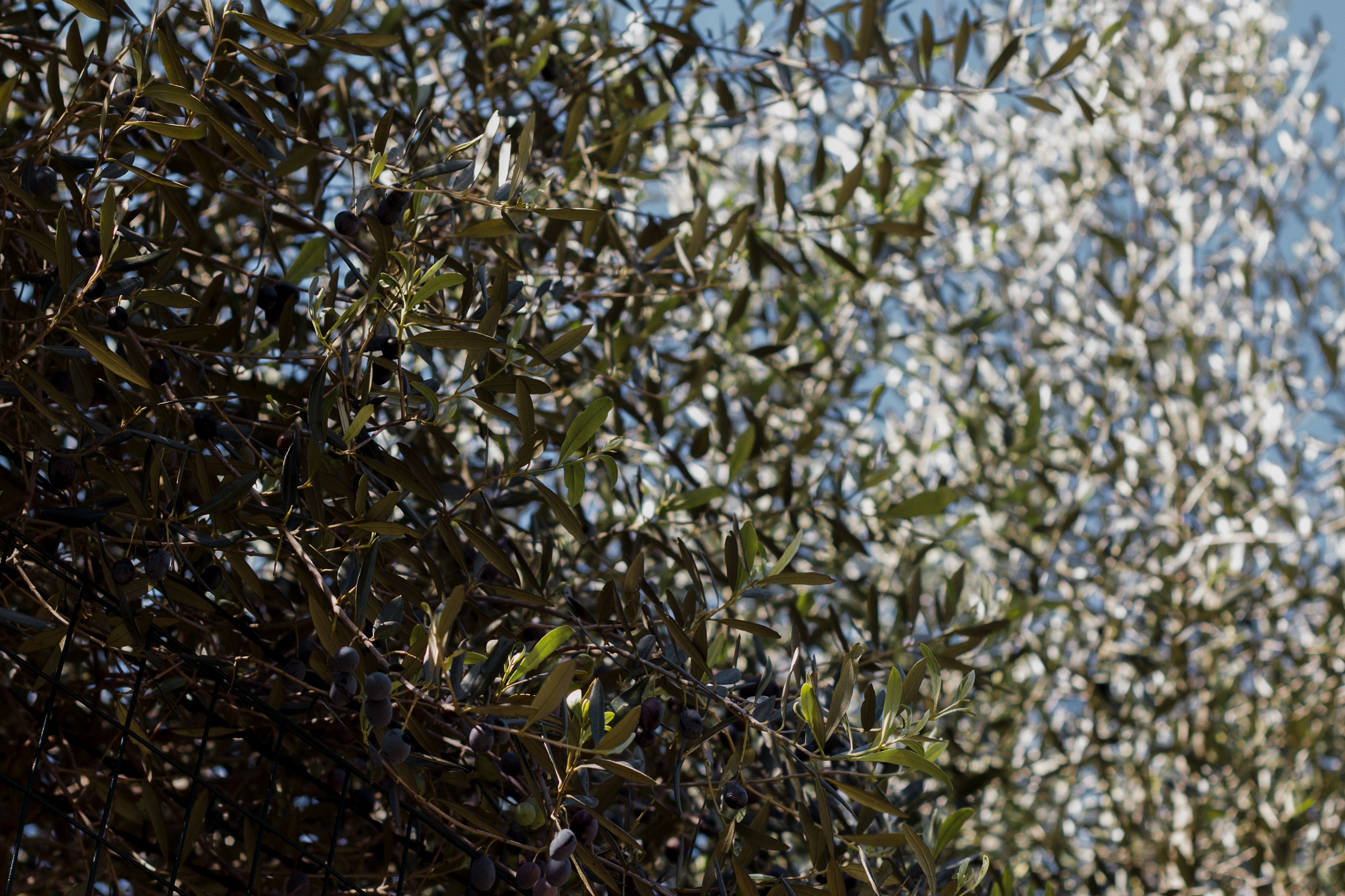 Green Tree in Close Up Shot · Free Stock Photo