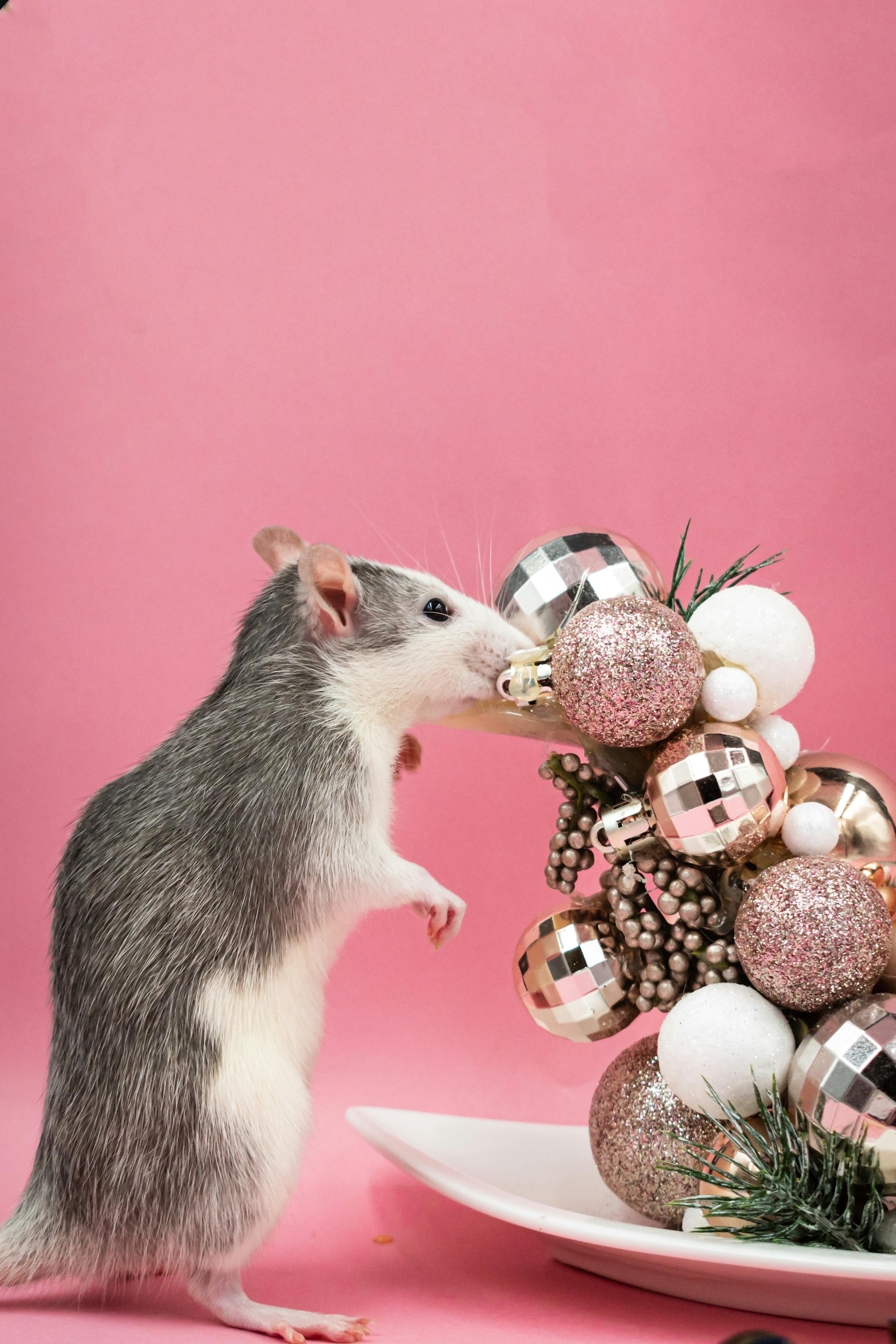 Mouse Smelling Christmas Decoration · Free Stock Photo