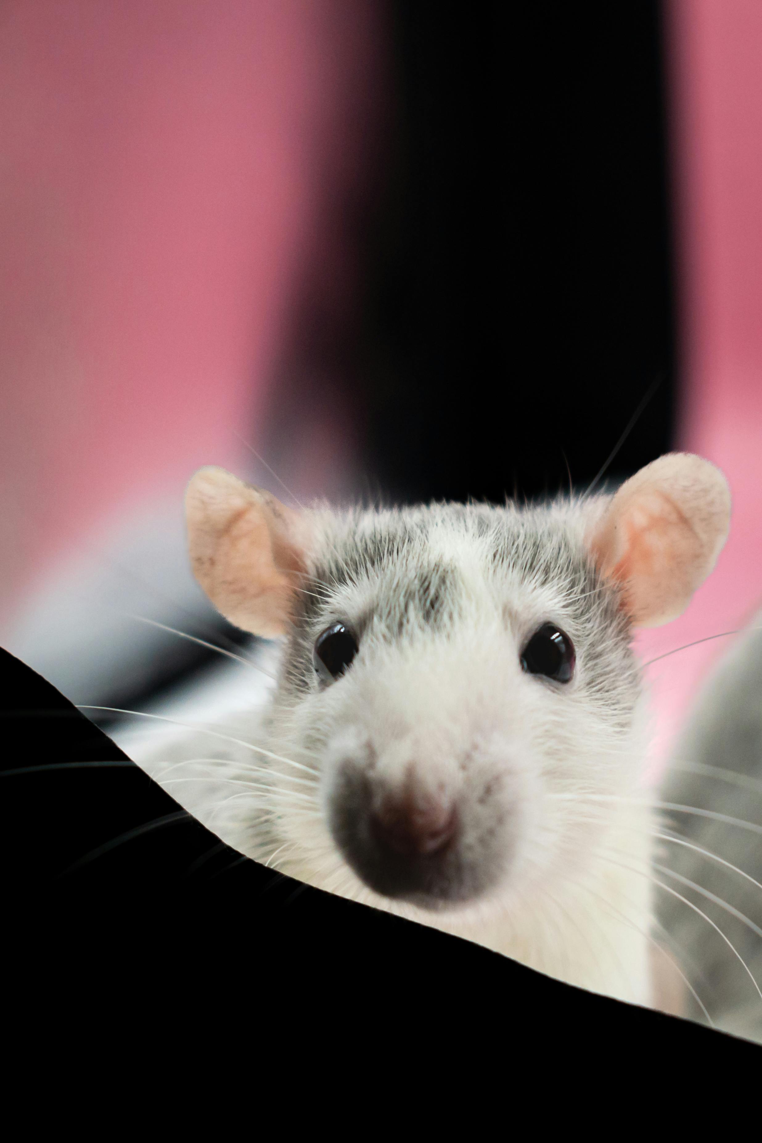 A Close-Up Shot of a Mouse · Free Stock Photo
