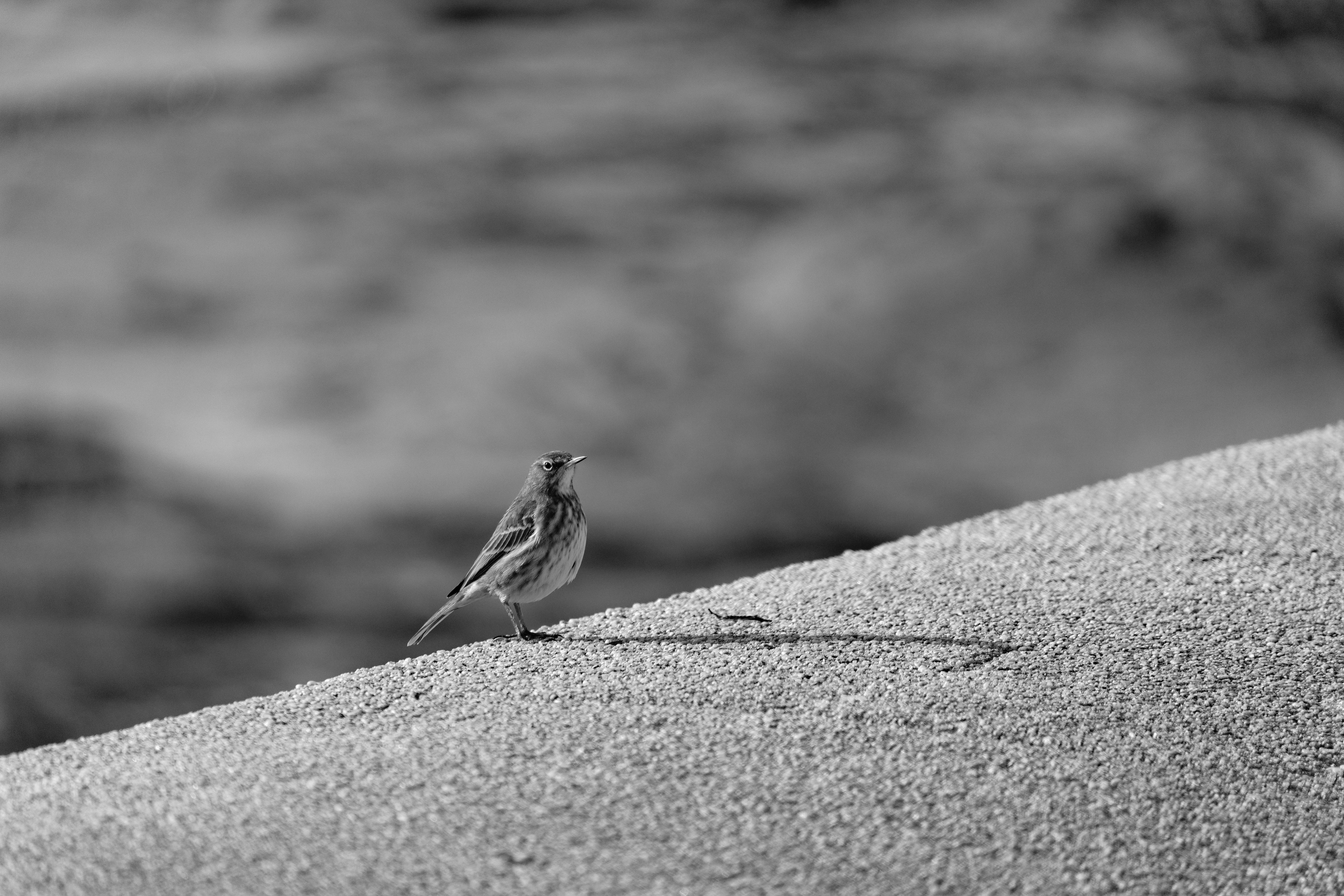 Grayscale Photo of a Bird · Free Stock Photo