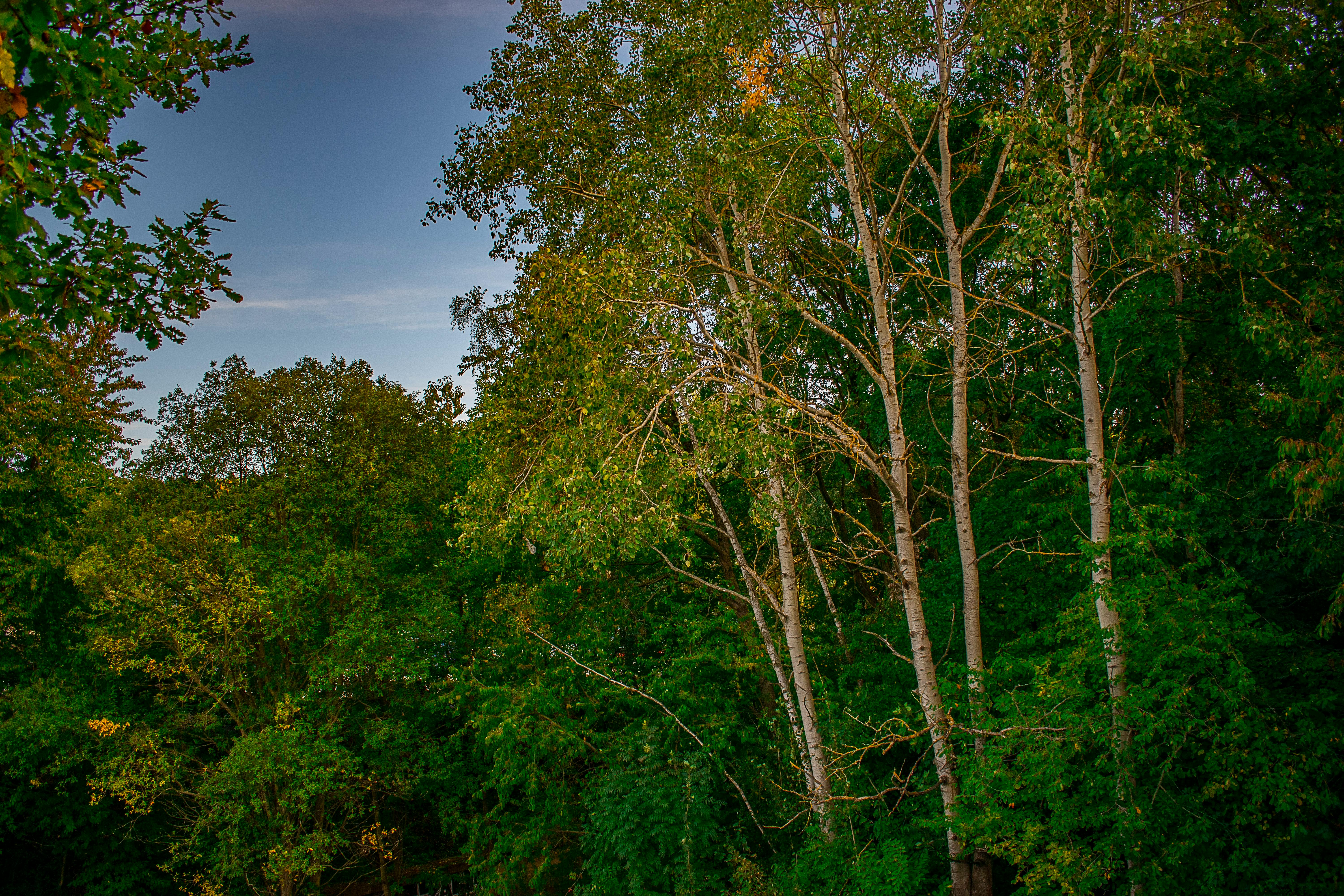 Wood Bitmap Photos, Download The BEST Free Wood Bitmap Stock Photos ...