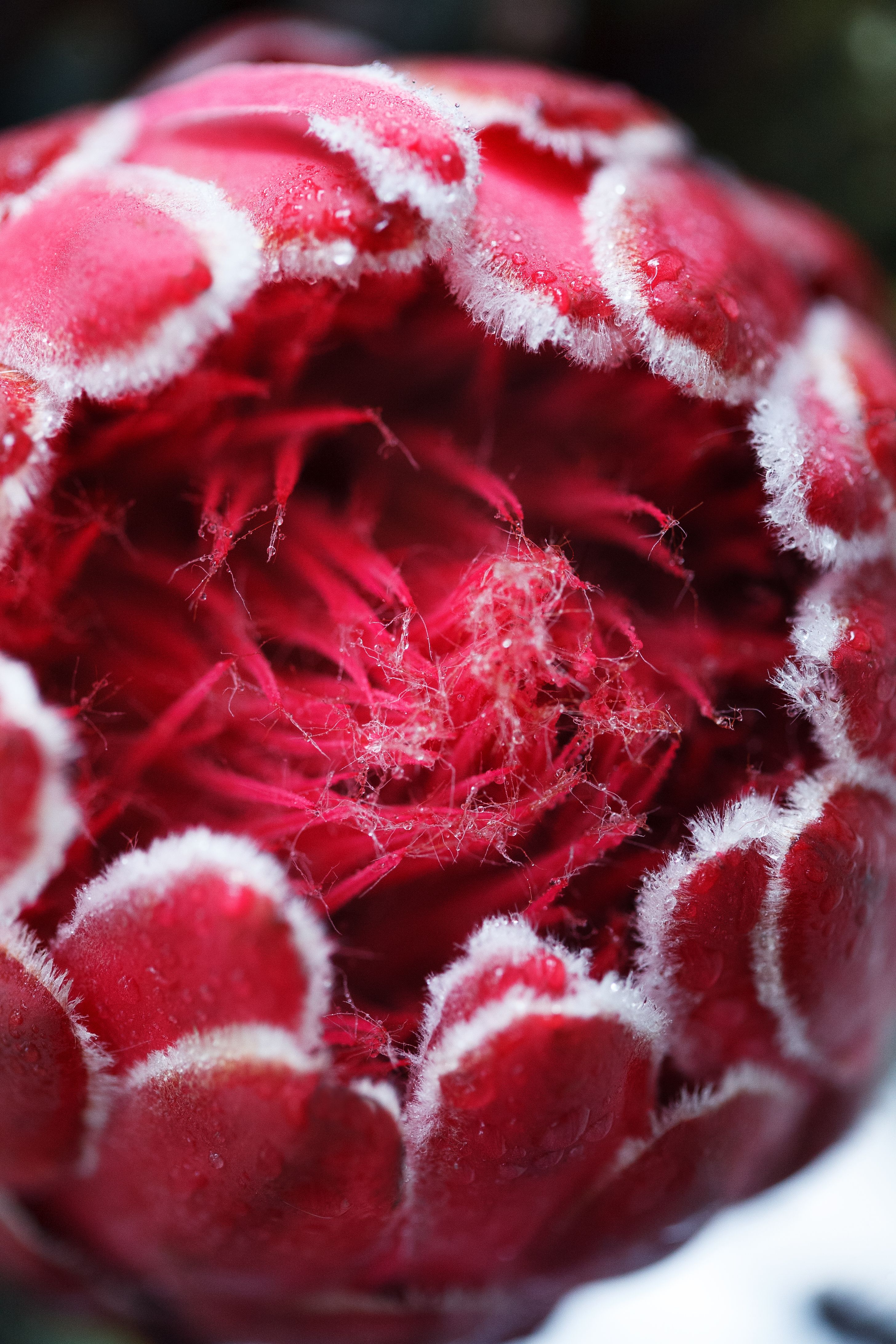 Close up of a Flower Head · Free Stock Photo