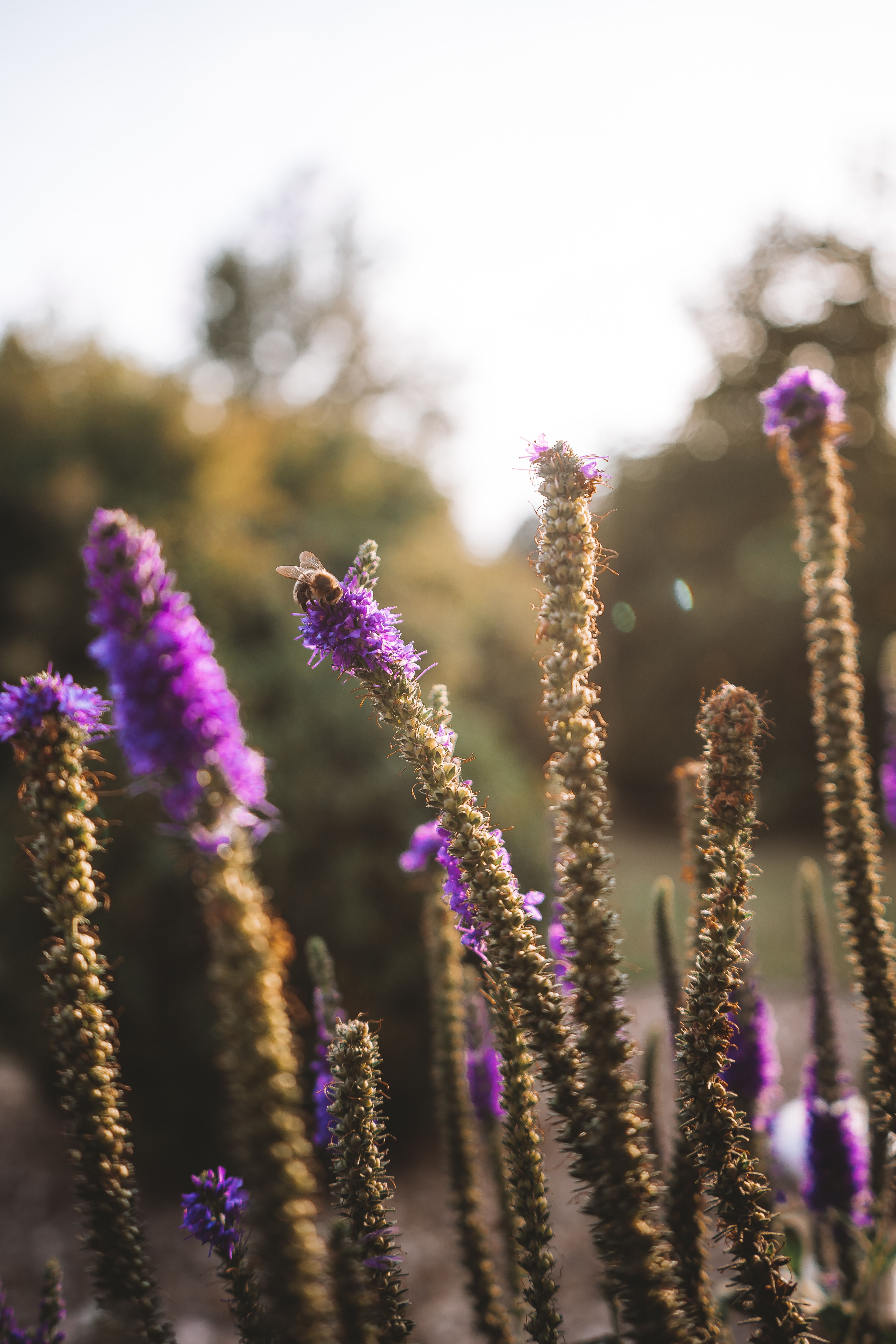 Close-up of Lavender Flowers · Free Stock Photo