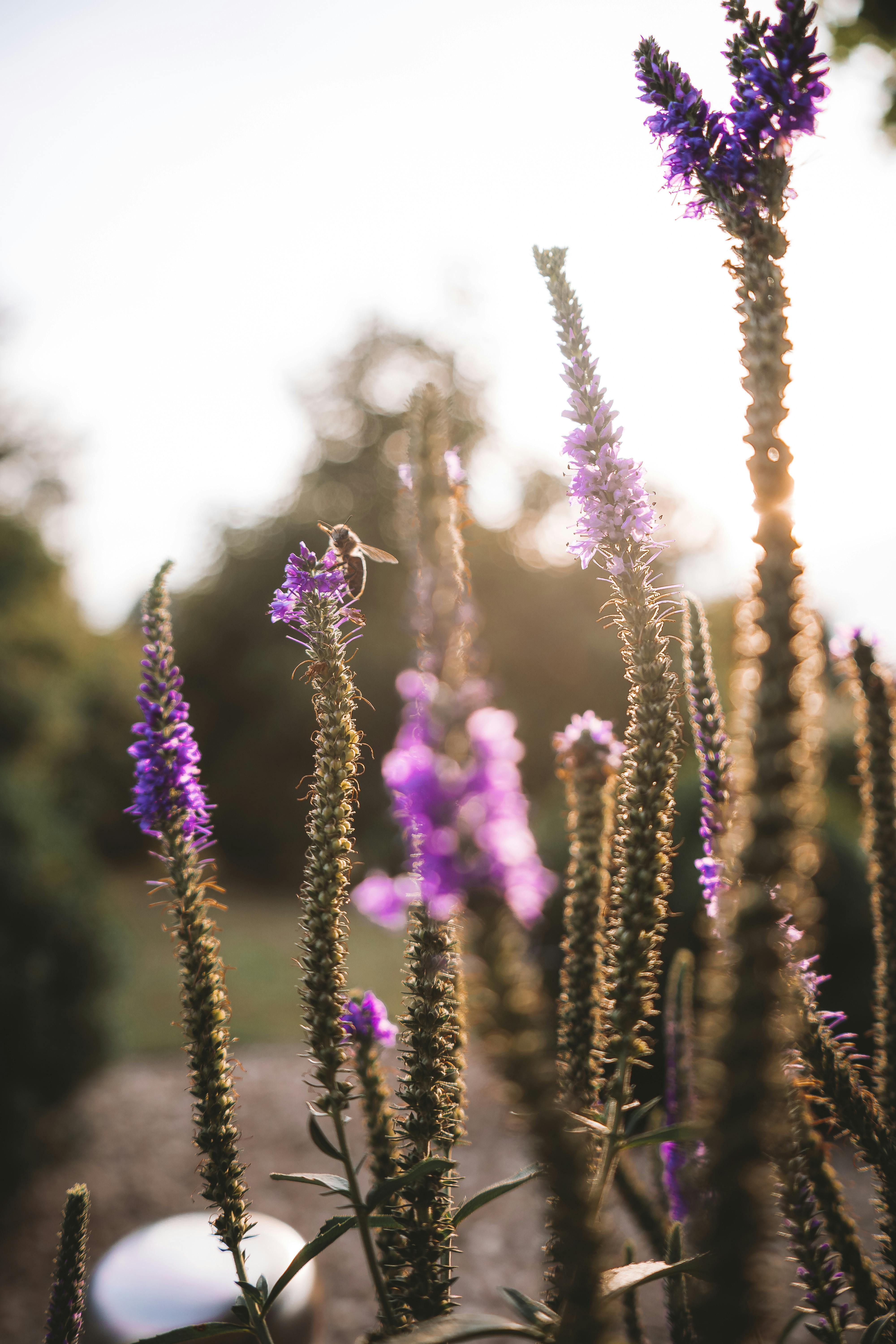 Sunlight over Flowers · Free Stock Photo