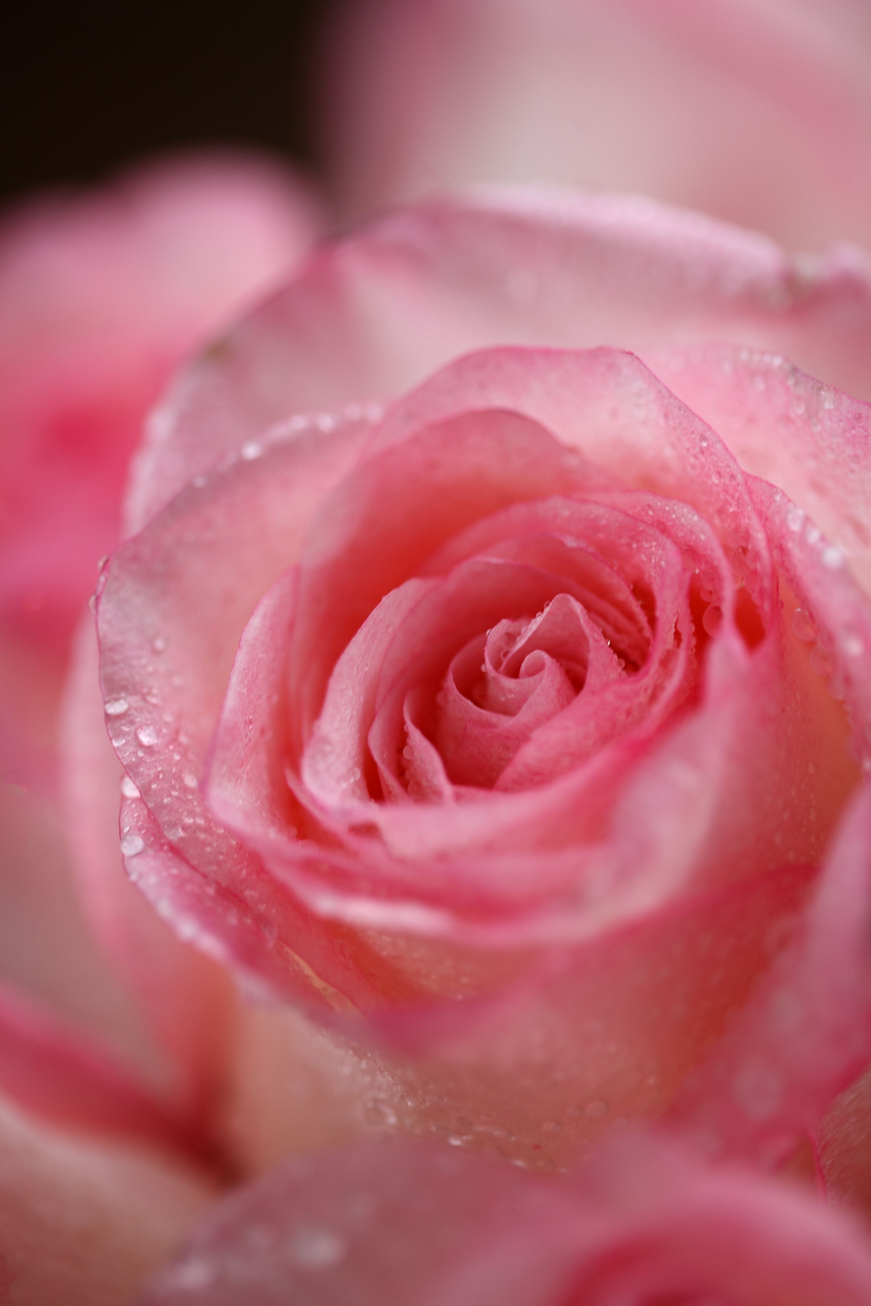 Closeup Photography of Pink Rose Flower · Free Stock Photo