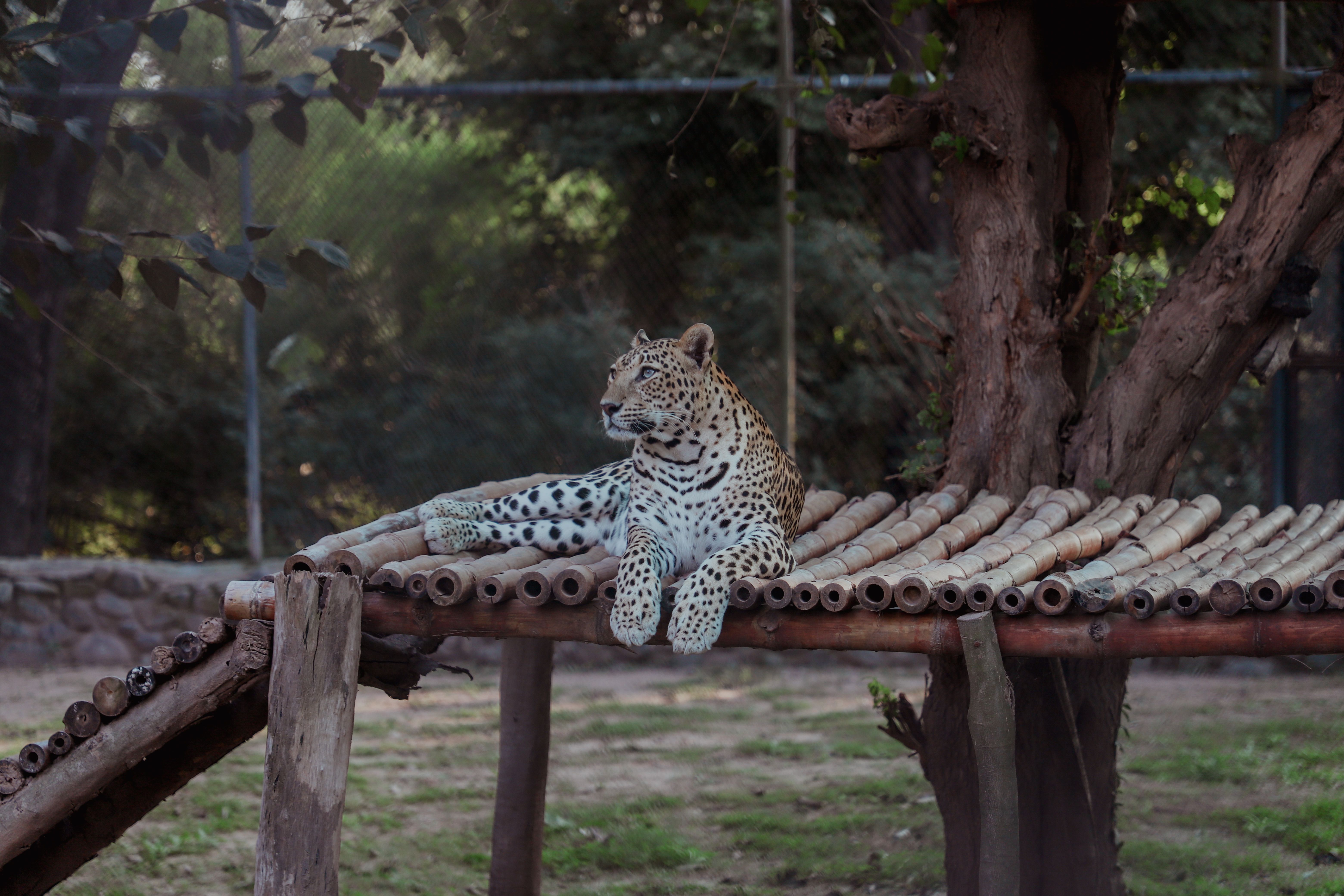 A Leopard in the Zoo · Free Stock Photo