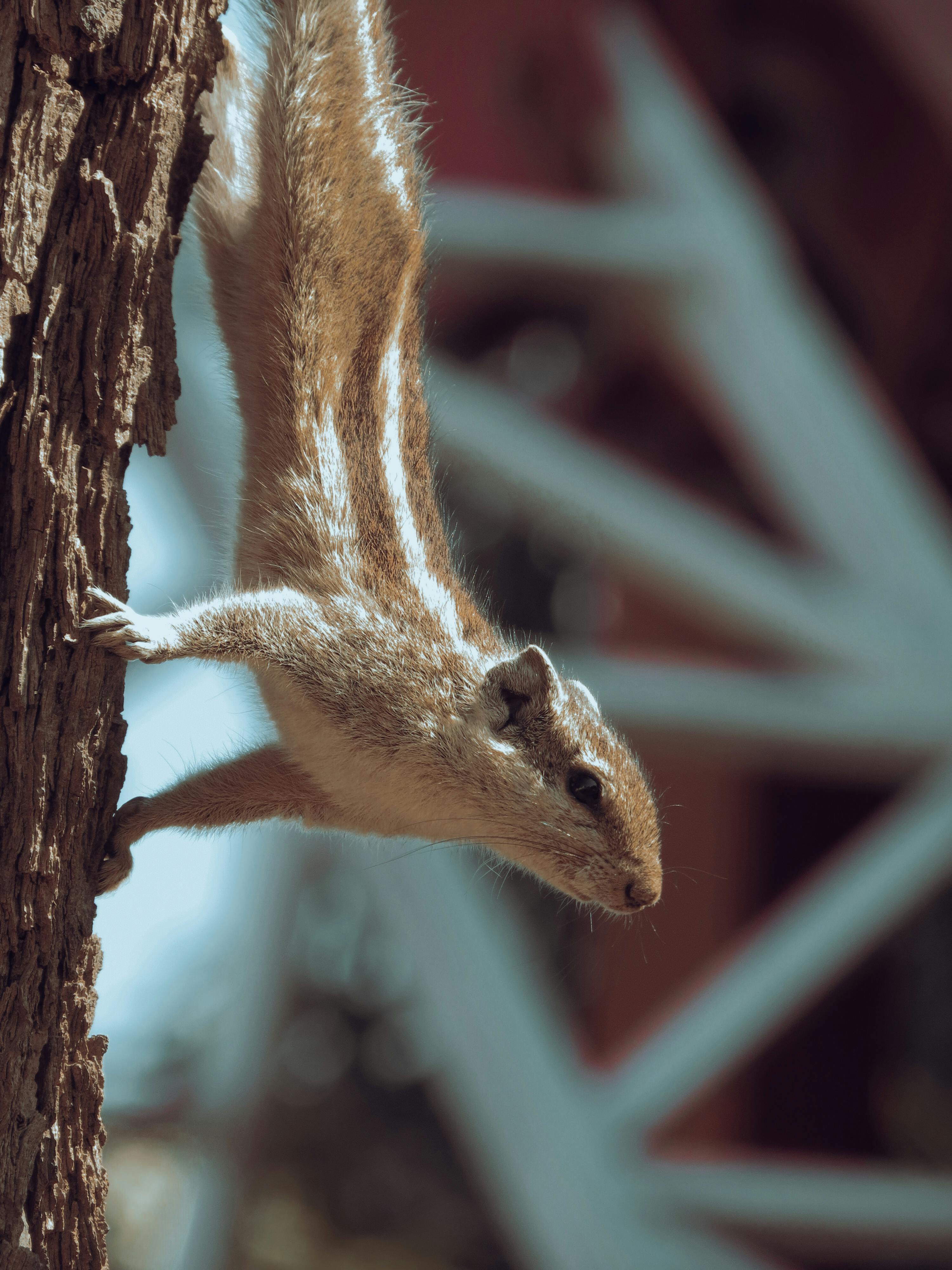 Brown Squirrel Facing Sideways · Free Stock Photo