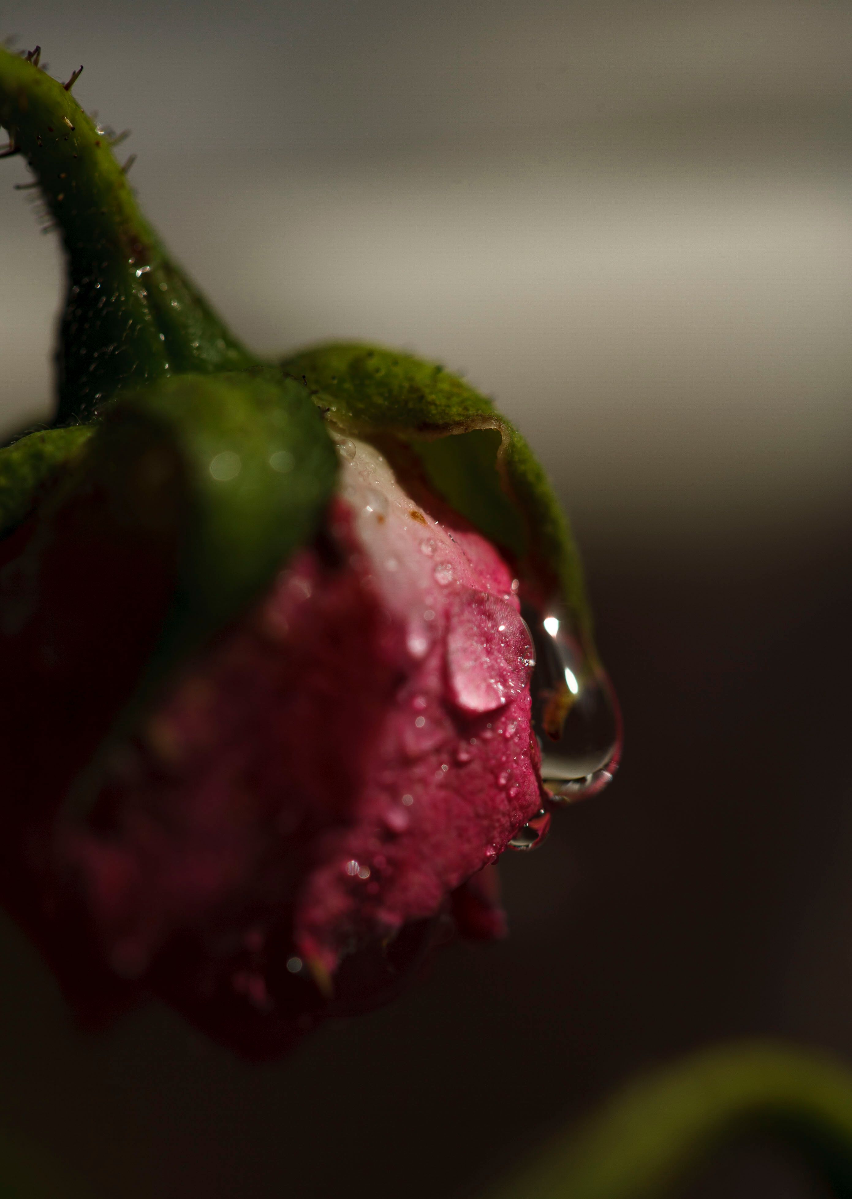 Macro Photography of a Wet Flower Bud · Free Stock Photo
