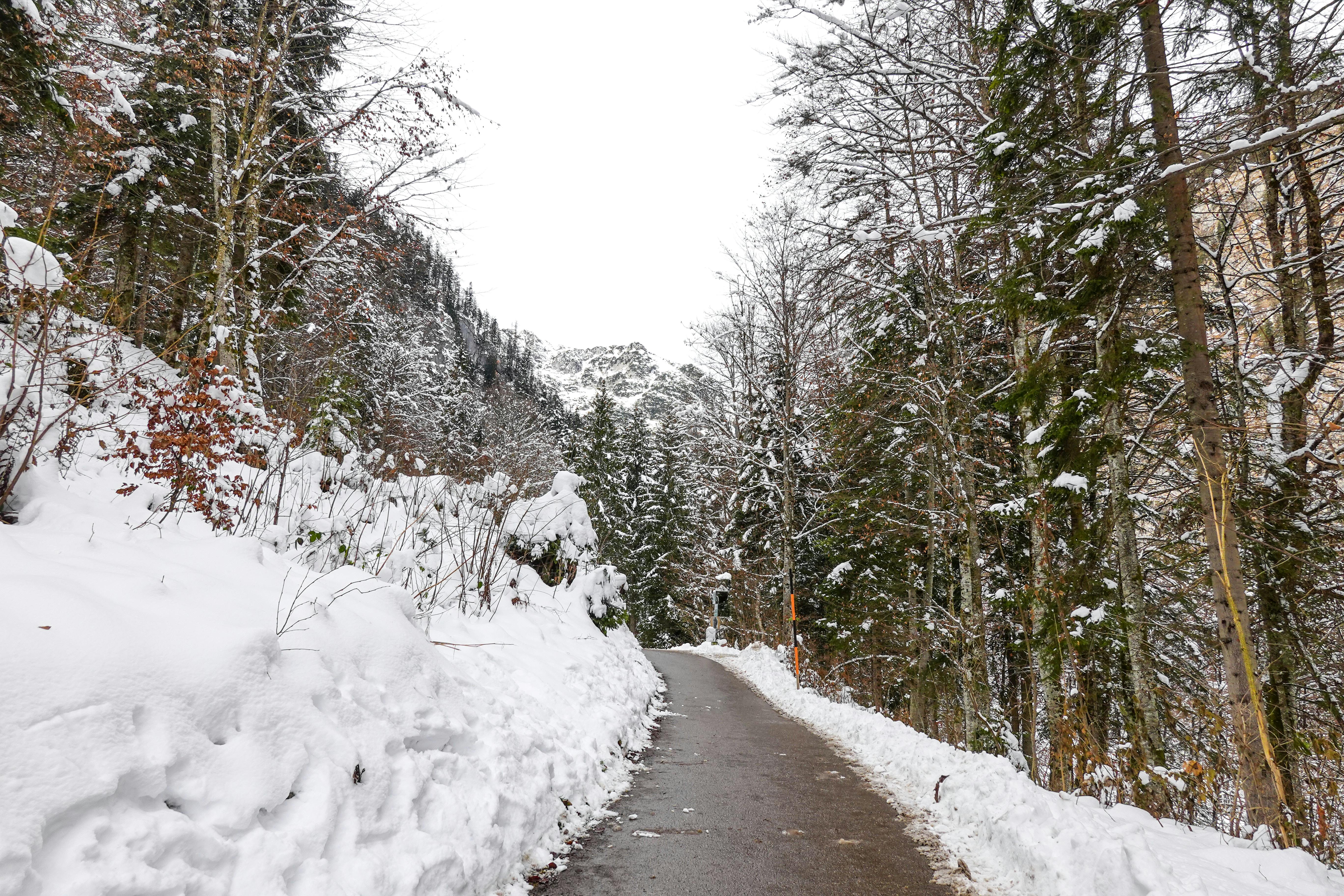 Pathway Between Snow Covered Trees · Free Stock Photo