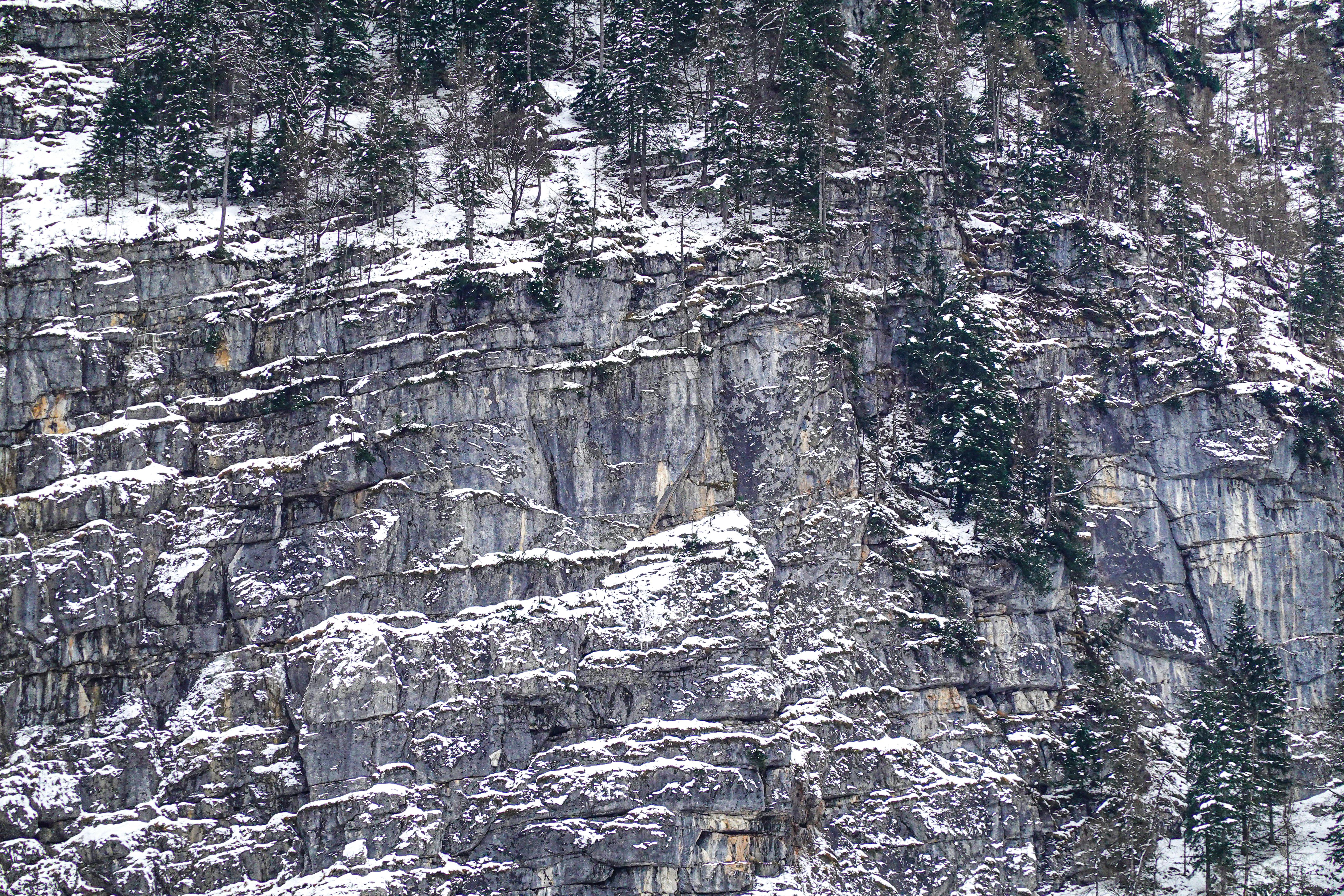 Trees around Rocks in Winter · Free Stock Photo