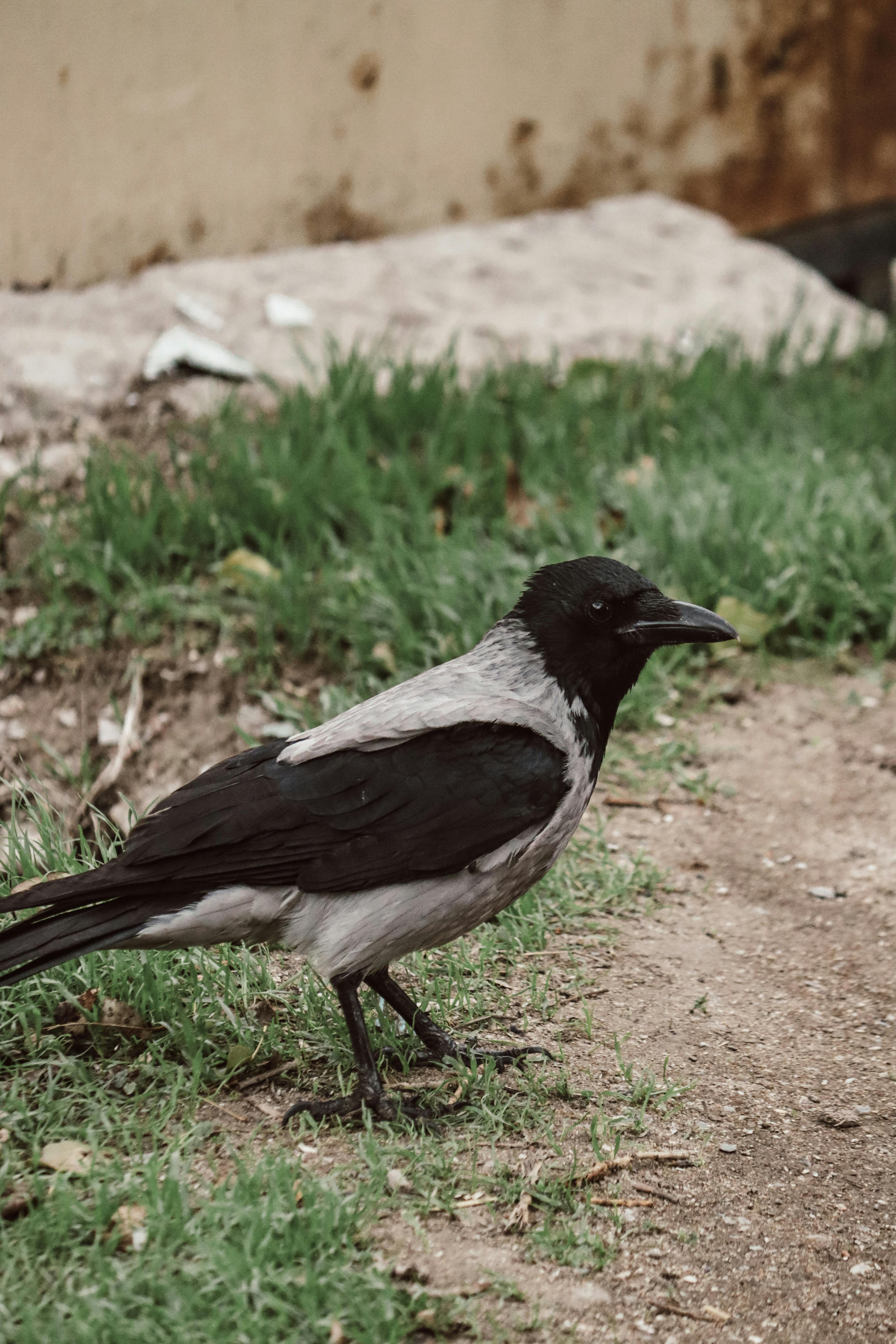 Crow on Grass · Free Stock Photo