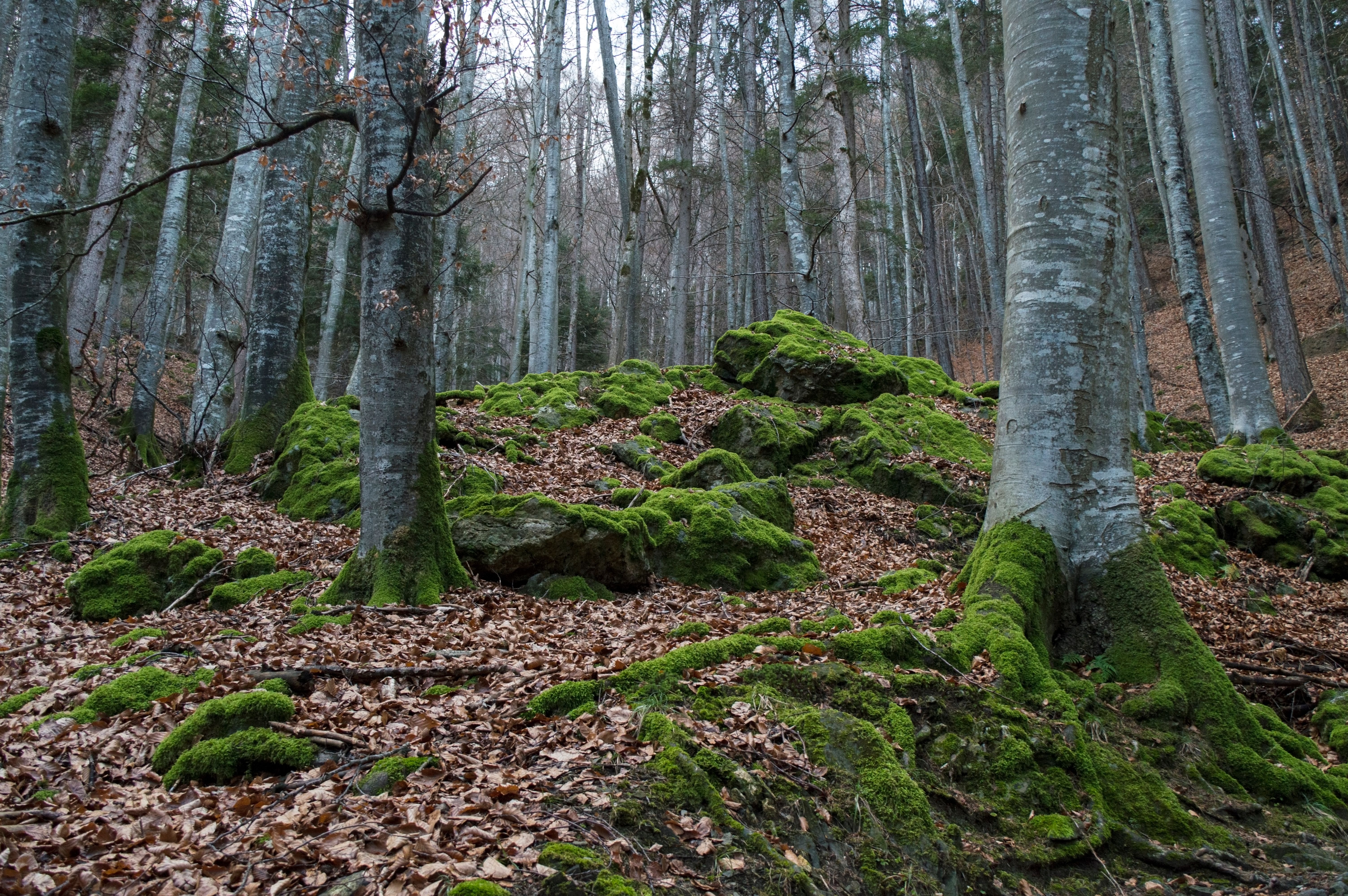 Trees in Forest · Free Stock Photo