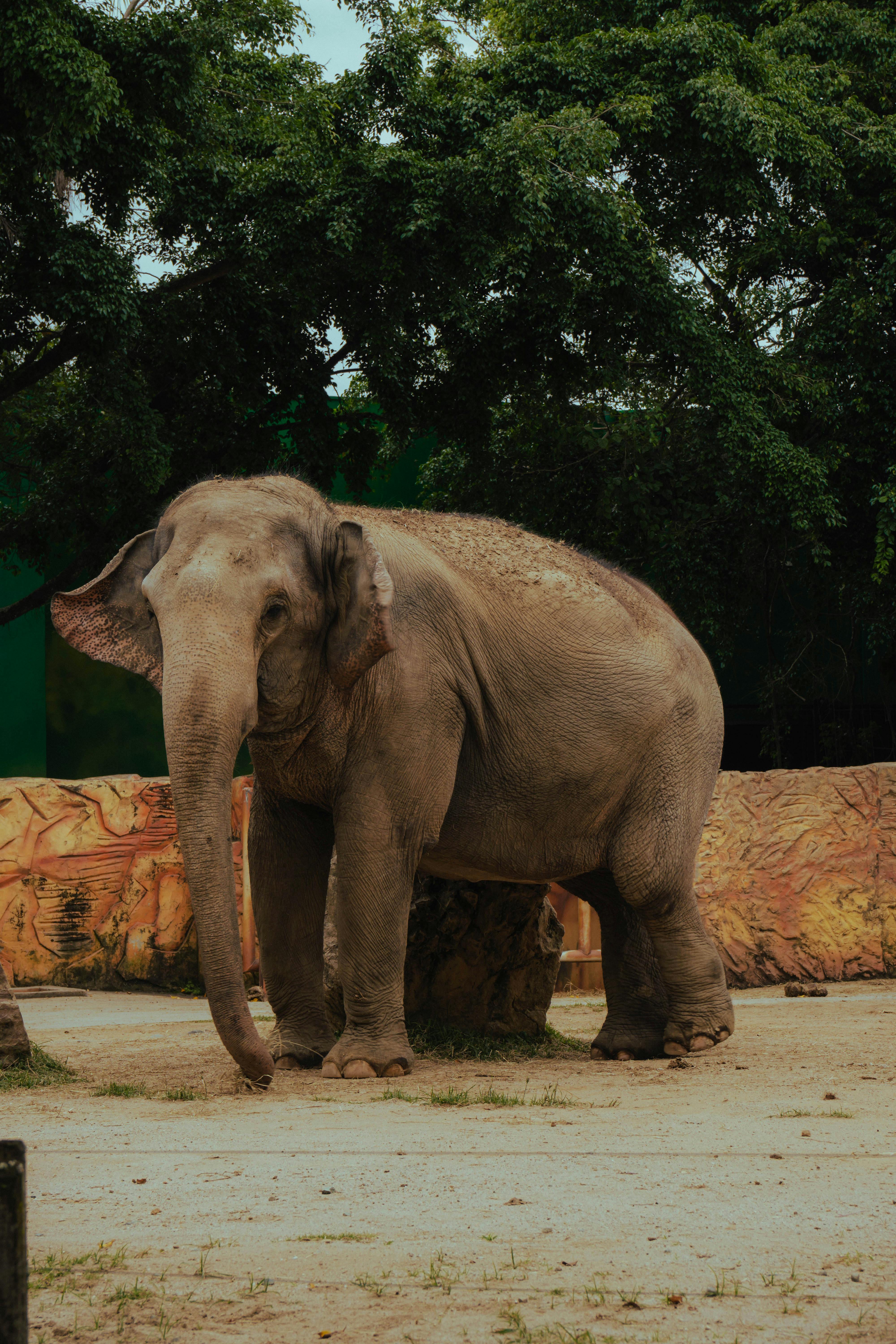 Brown Elephant · Free Stock Photo