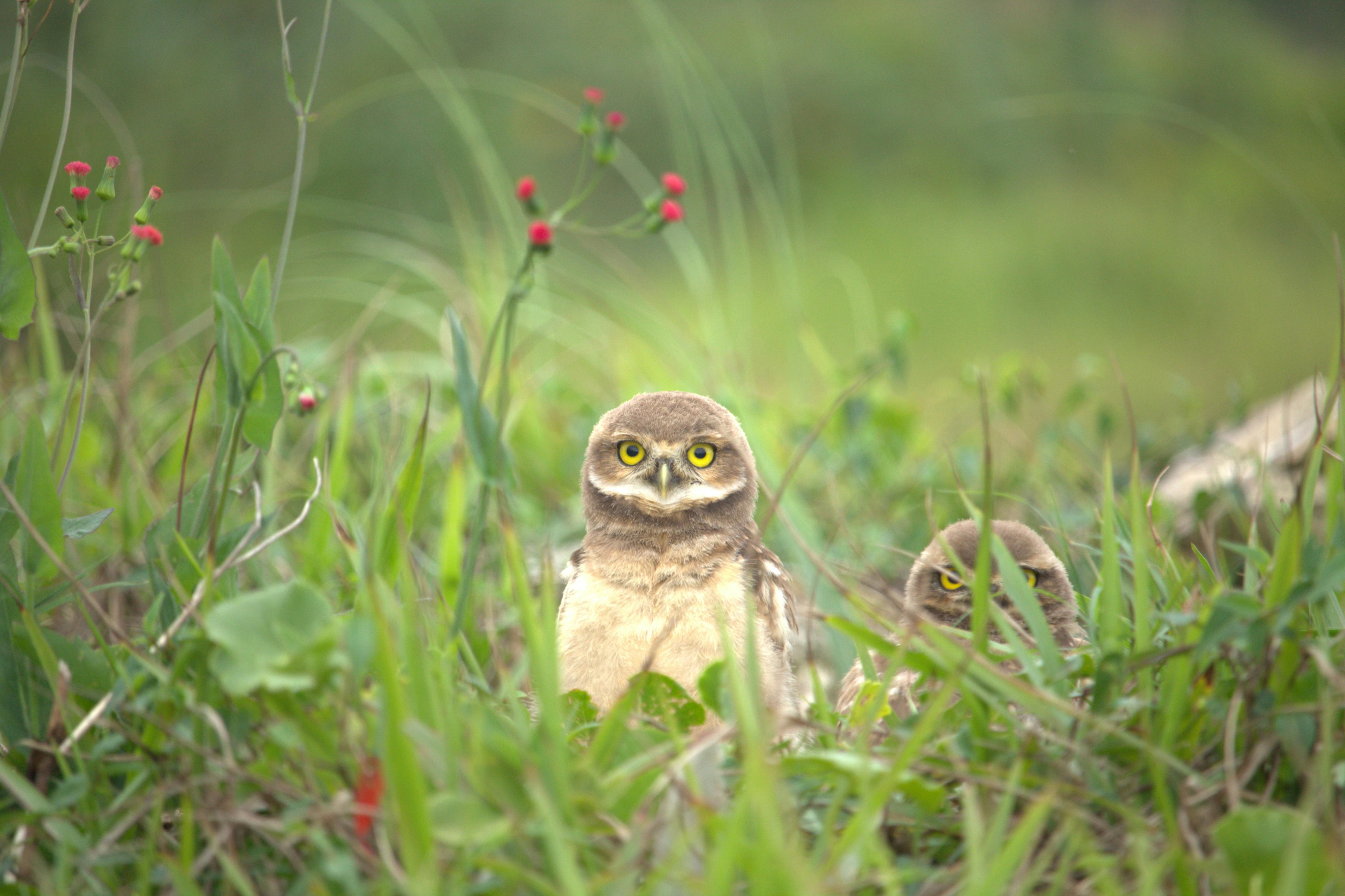 Owls in Grass · Free Stock Photo