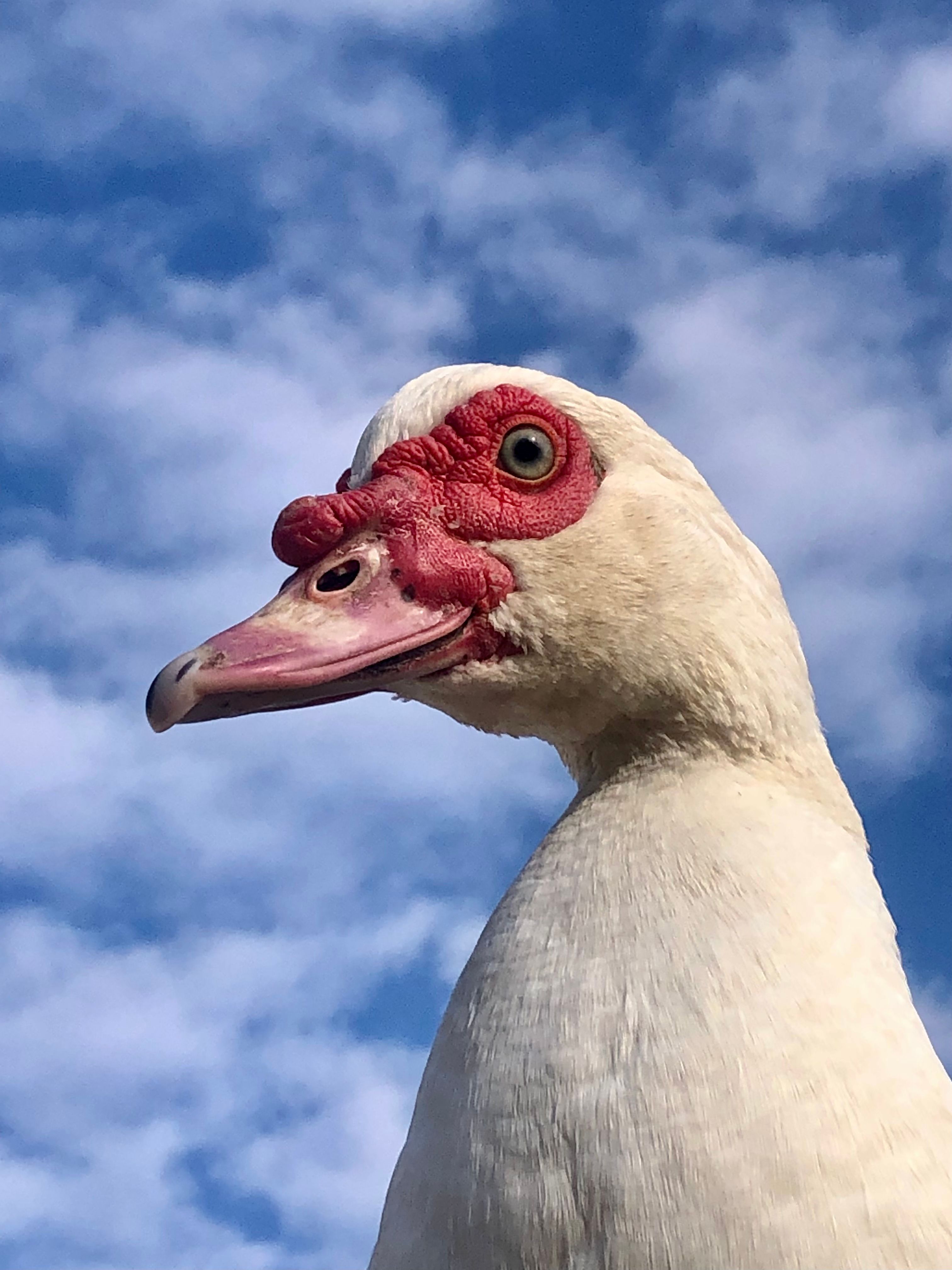 Muscovy Duck Photos, Download The BEST Free Muscovy Duck Stock Photos ...