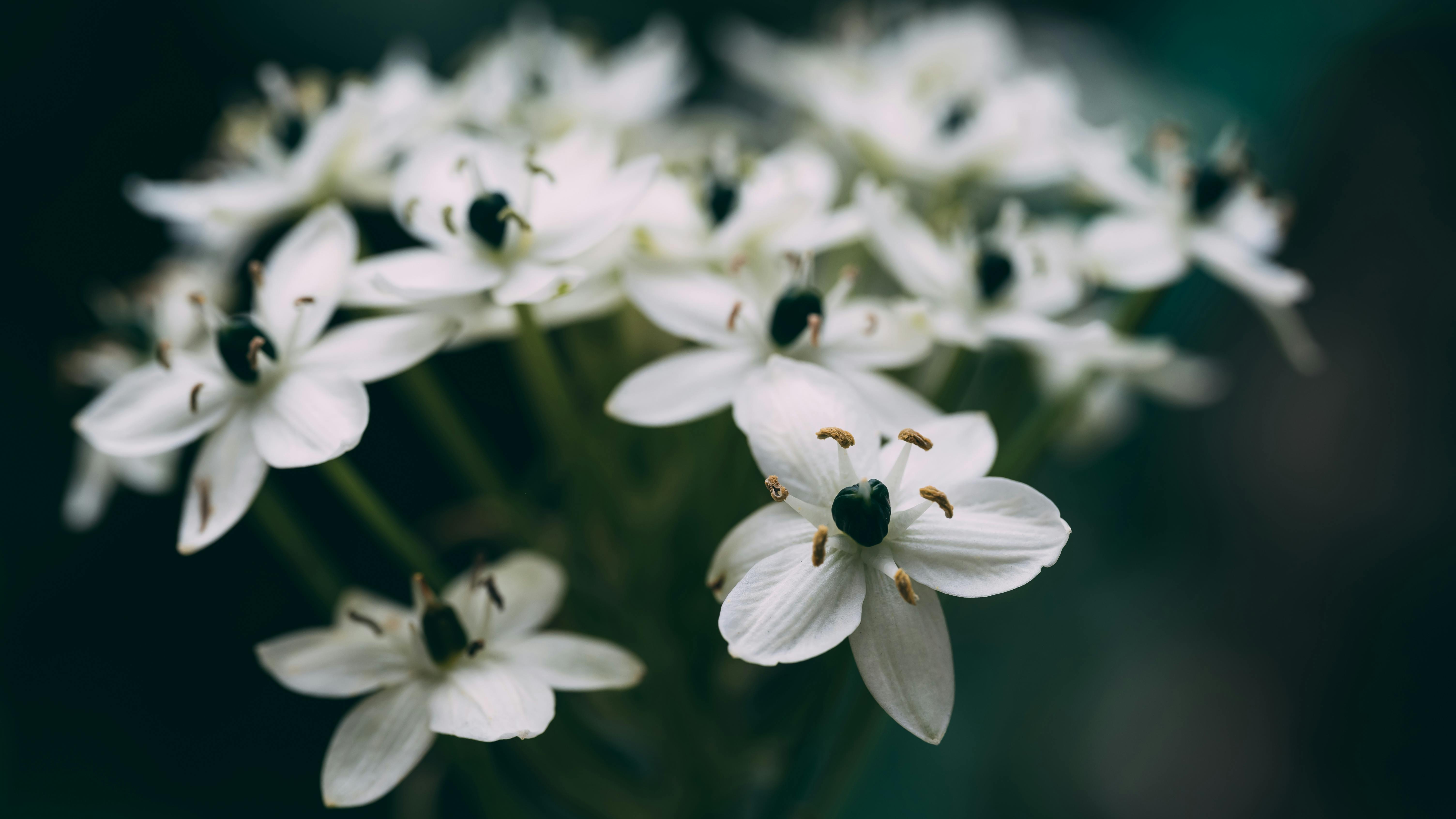 Close Up Photo of White Flowers · Free Stock Photo