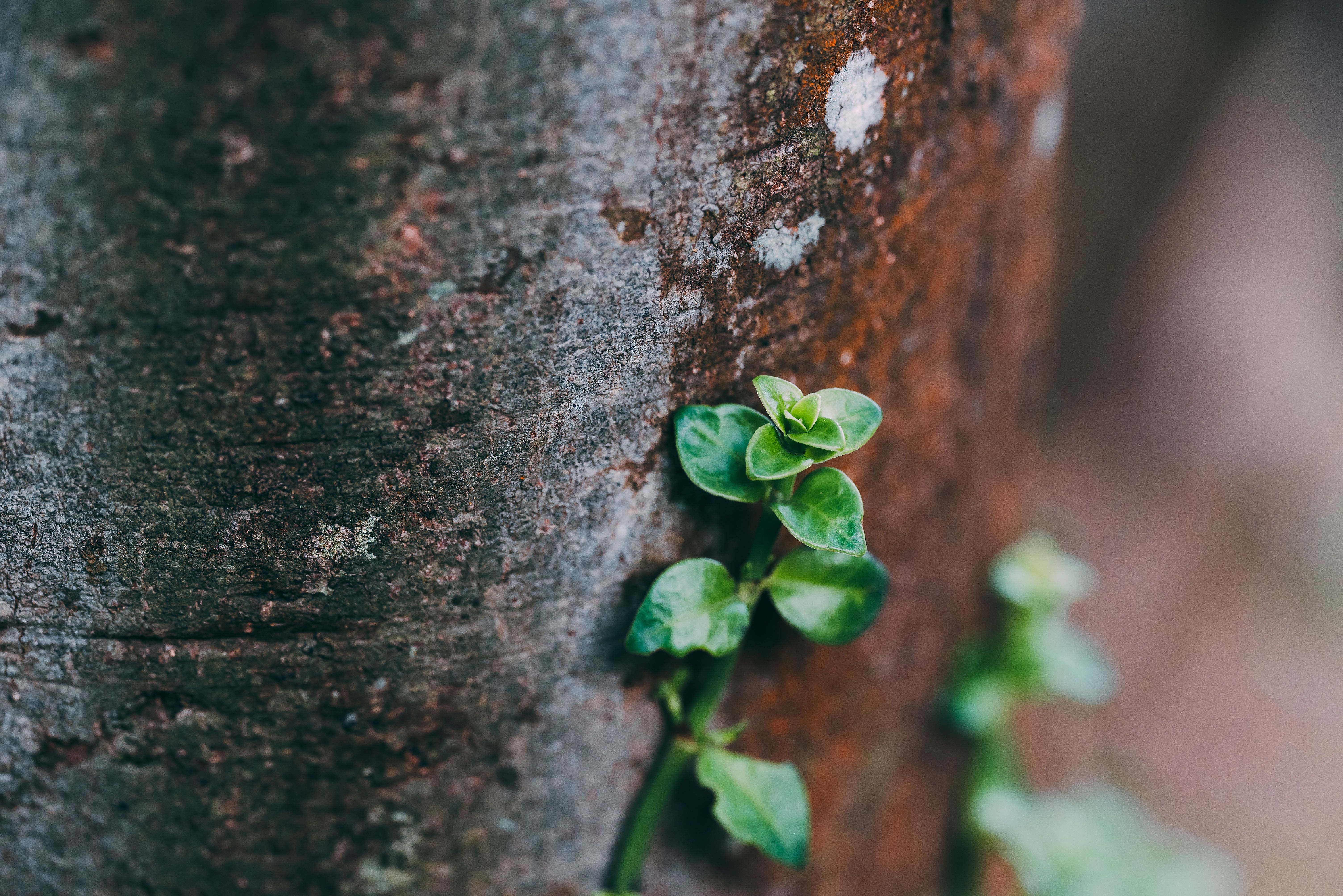 Leaves on Tree Bark · Free Stock Photo