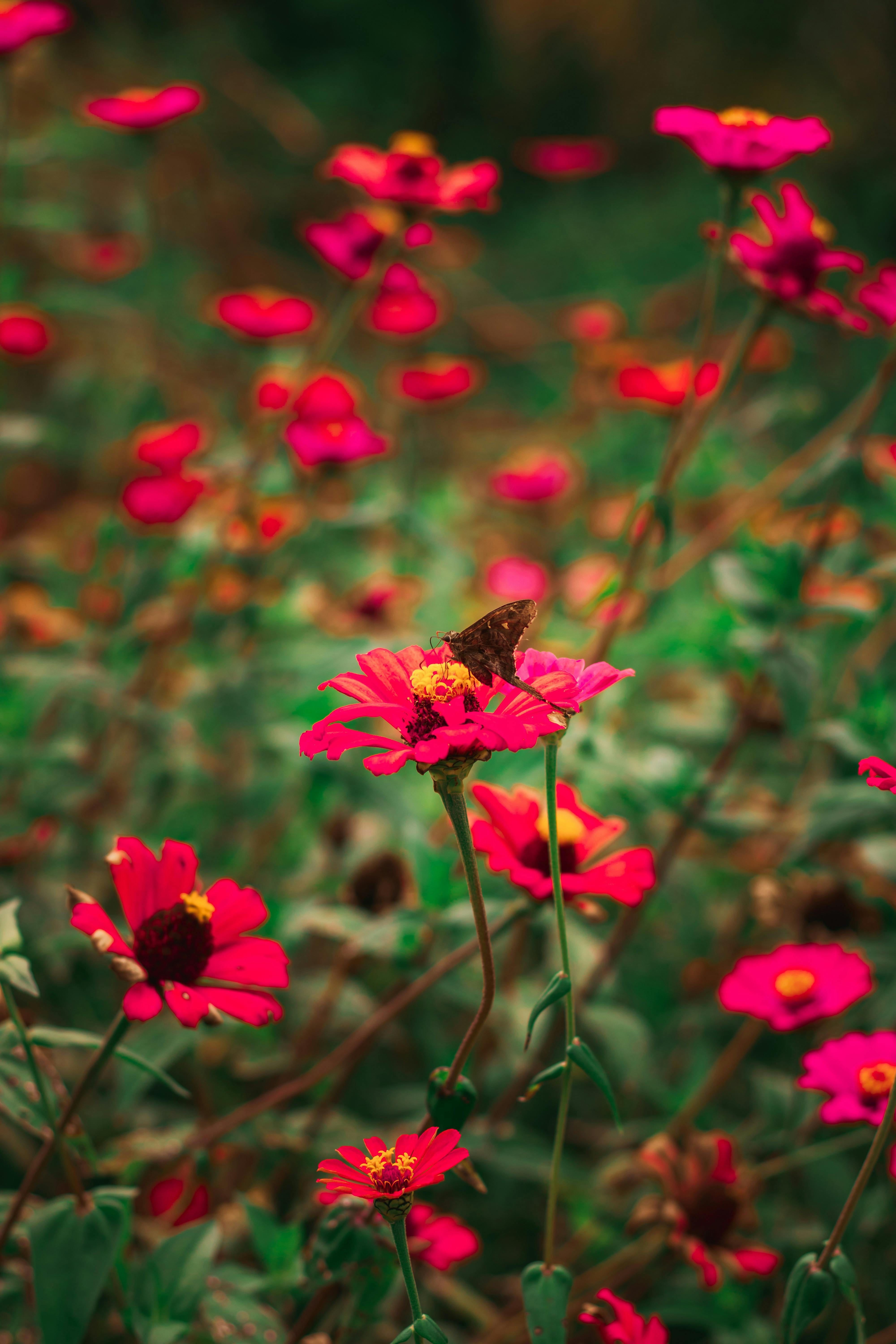 Flowers Red Photos, Download The BEST Free Flowers Red Stock Photos ...