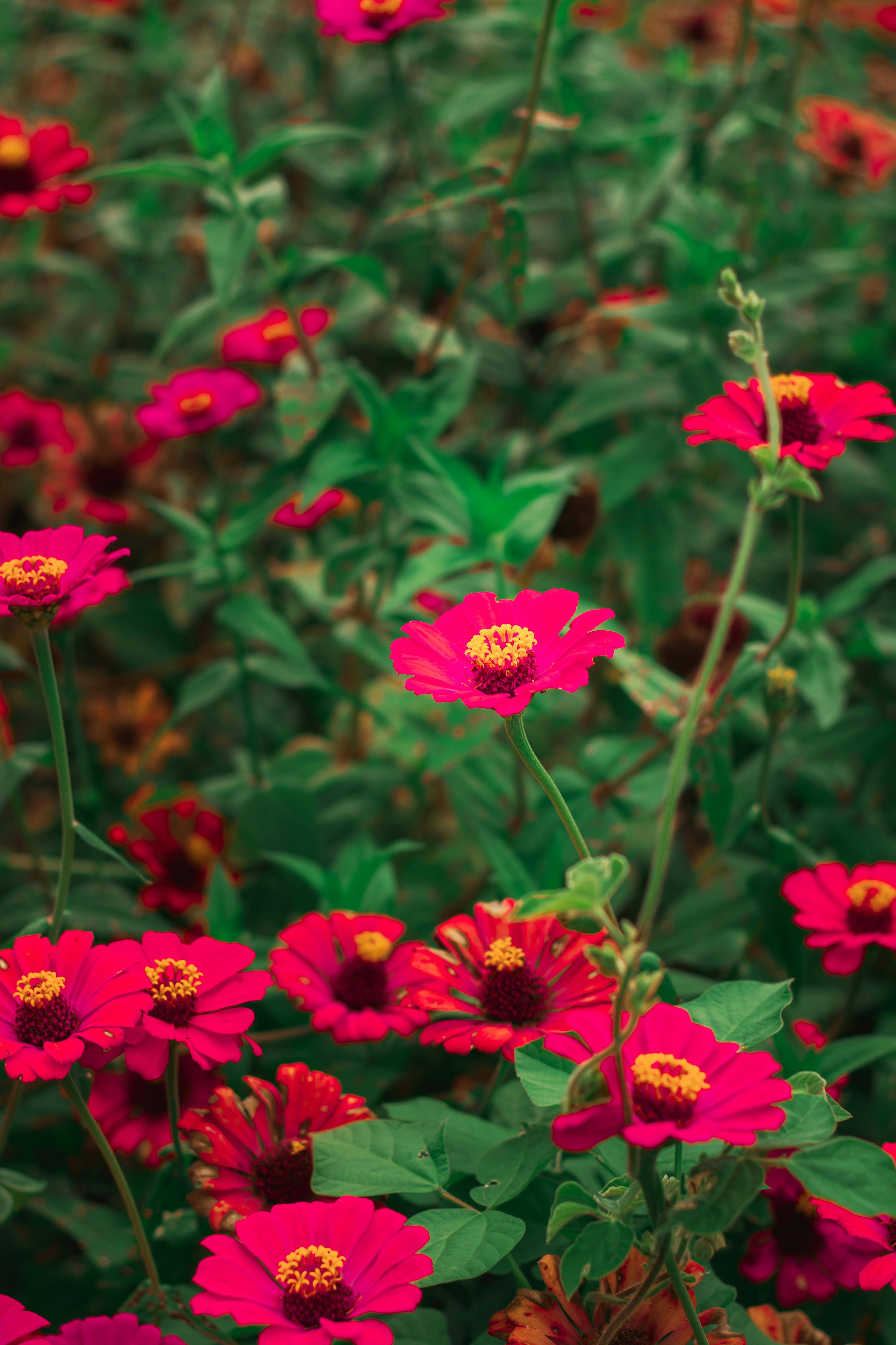 Close up of Red Flowers · Free Stock Photo