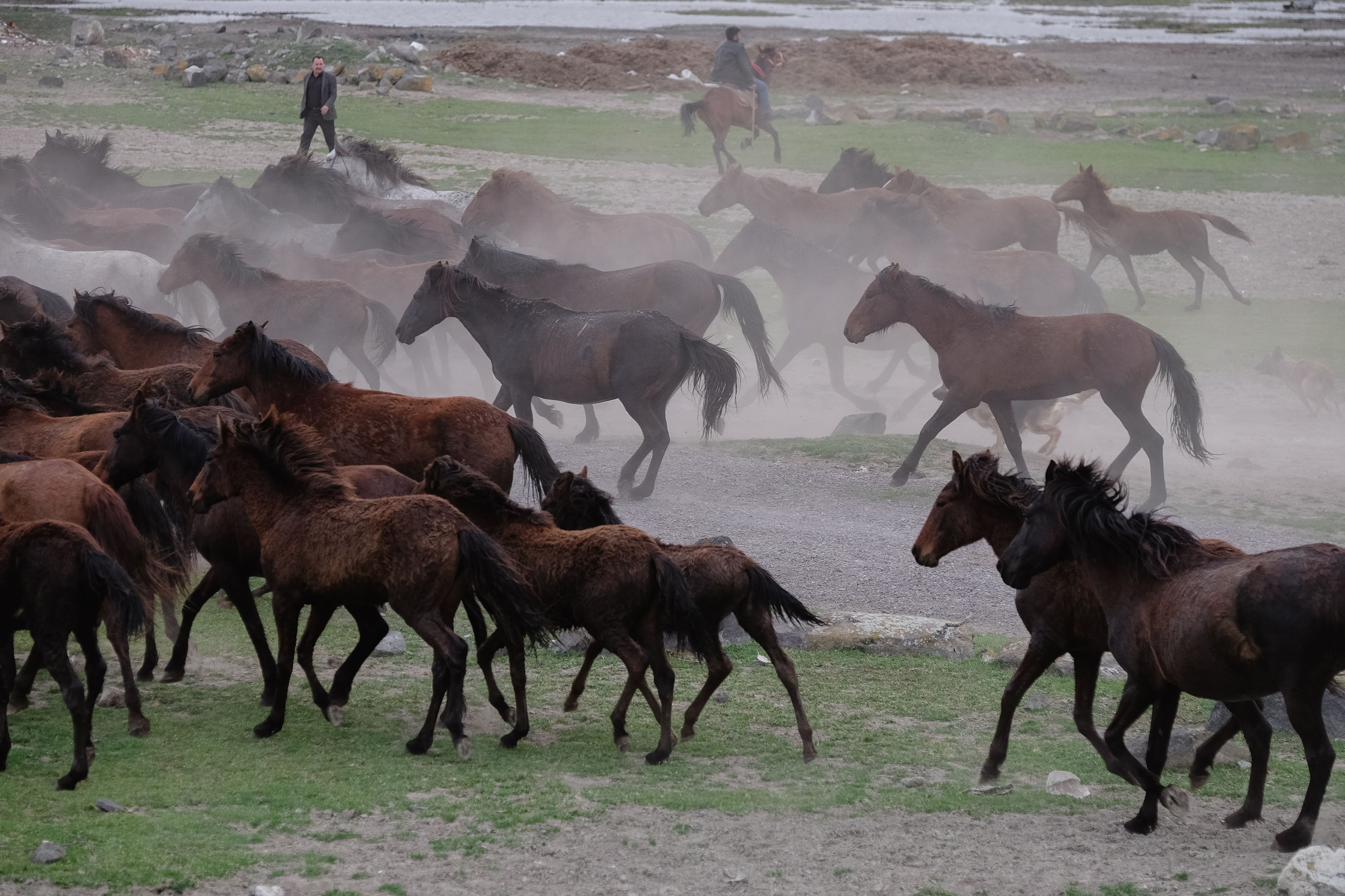 Horses Moving on Grass · Free Stock Photo