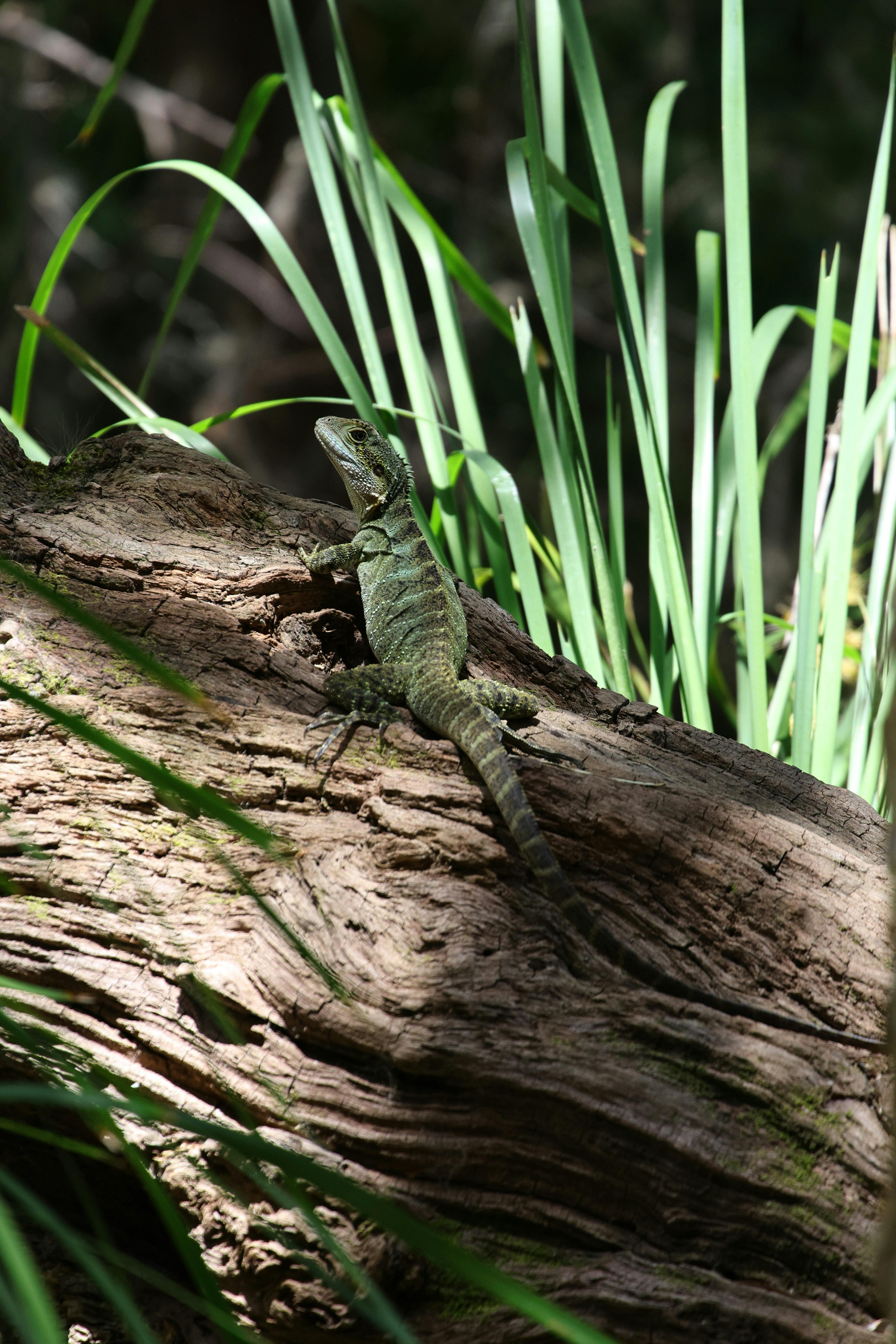 Brown and Black Bearded Dragon on Brown Dried Leaves · Free Stock Photo