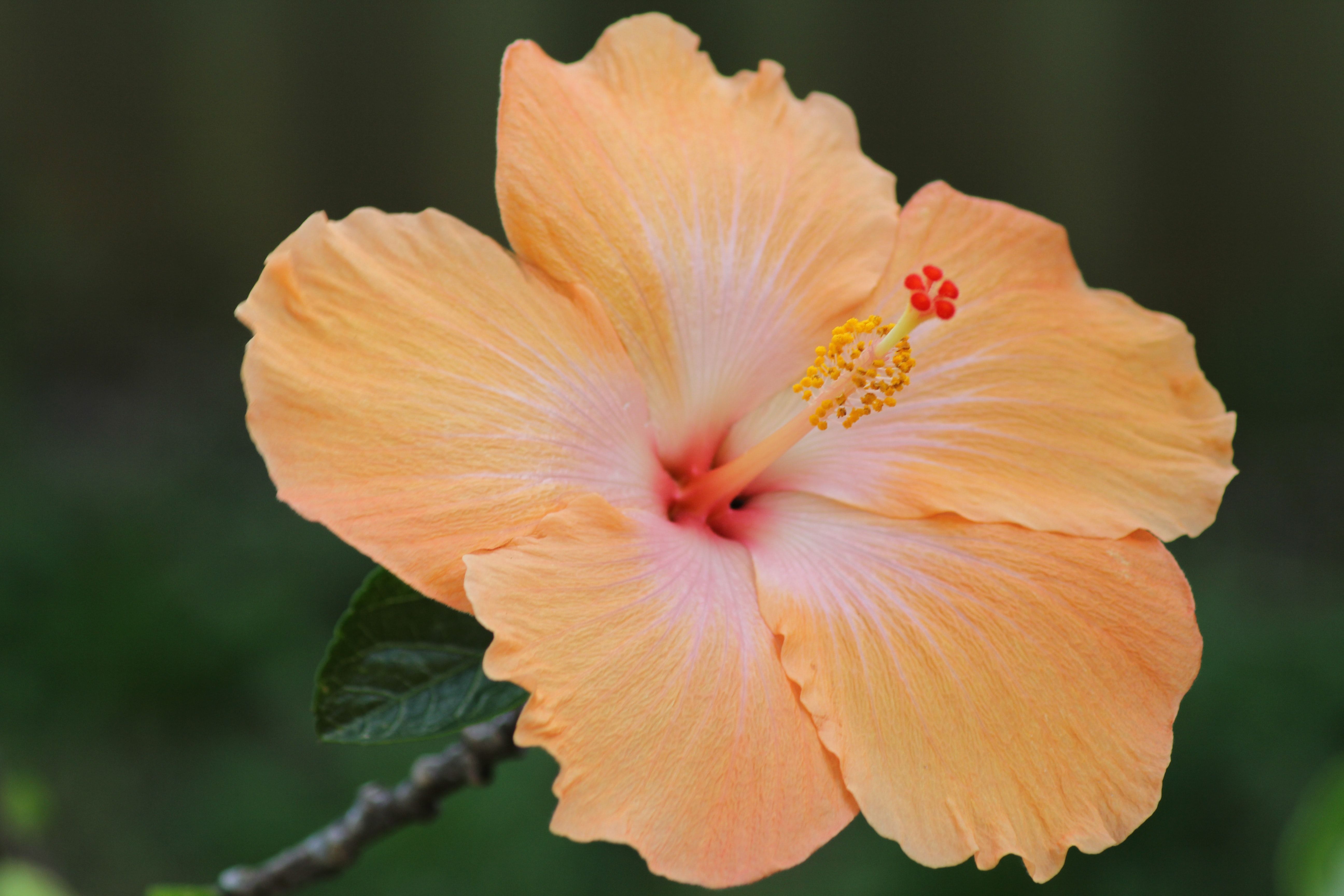 Close-Up Shot of a Hibiscus Flower · Free Stock Photo