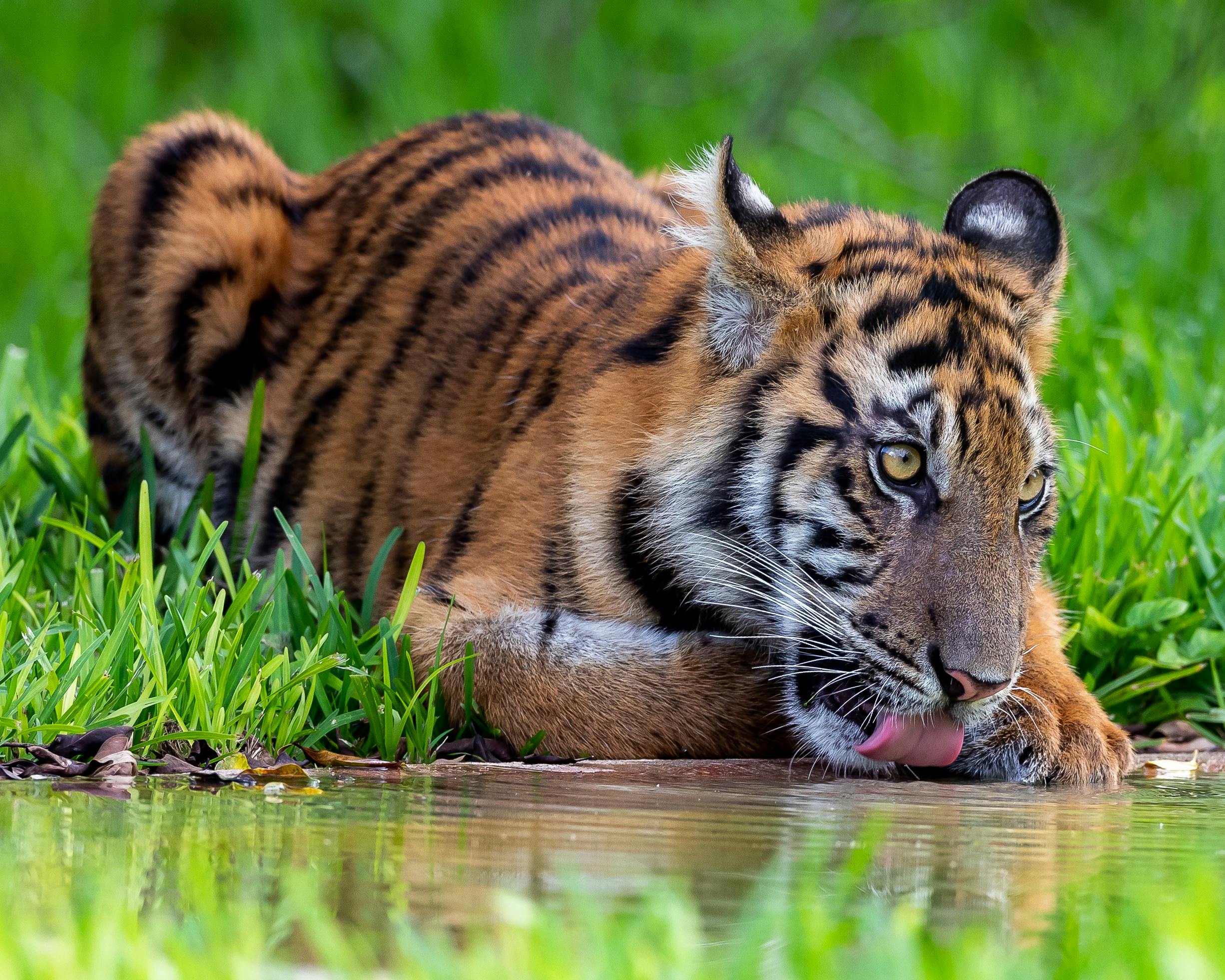 Baby Tiger Photos, Download The BEST Free Baby Tiger Stock Photos & HD ...