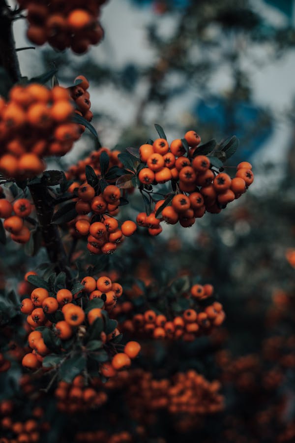 20,000+张最精彩的“Usuma Fruit”图片 · 100%免费下载 · Pexels素材图片