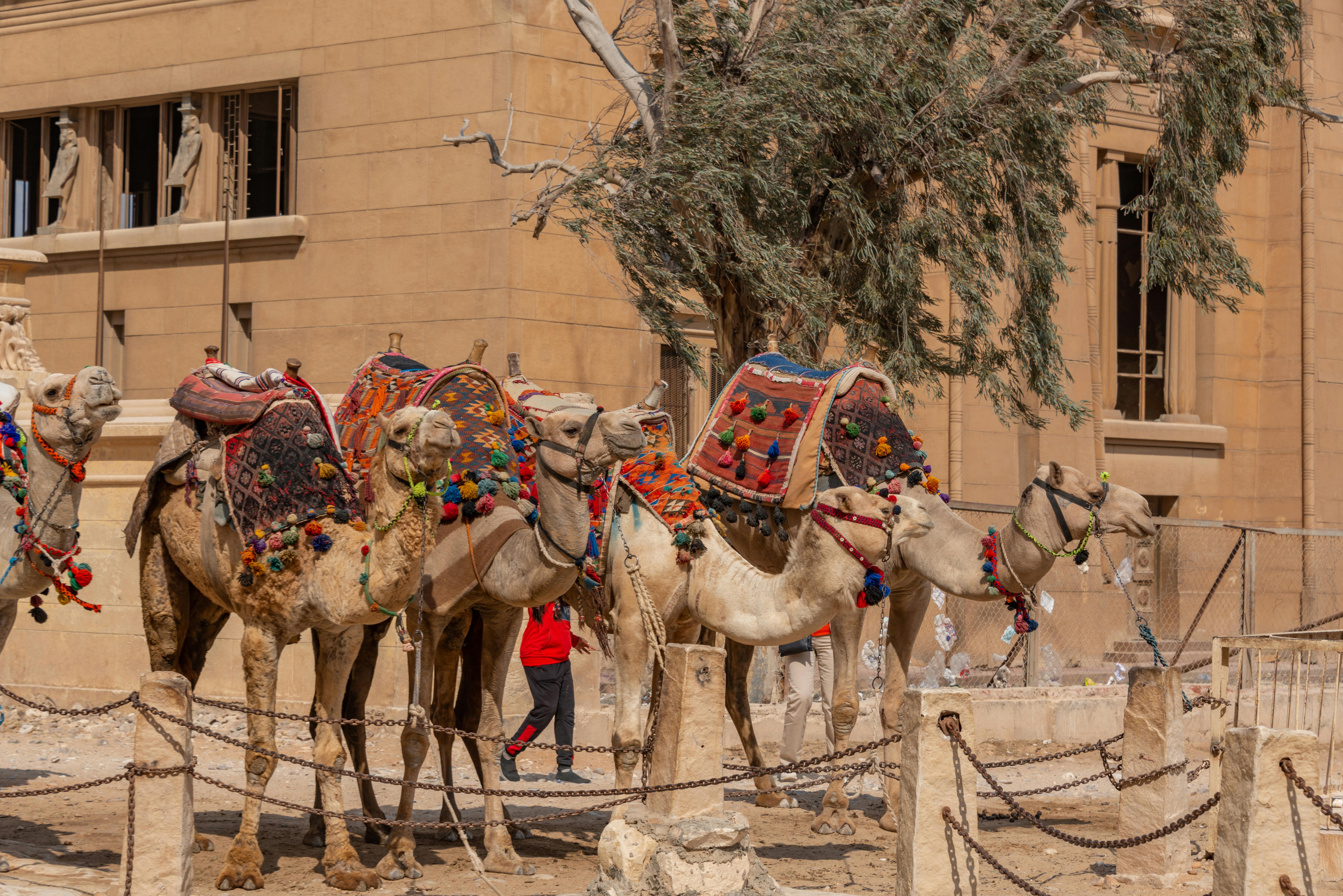 Dromedary Camels with Traditional Bedouin Saddles · Free Stock Photo
