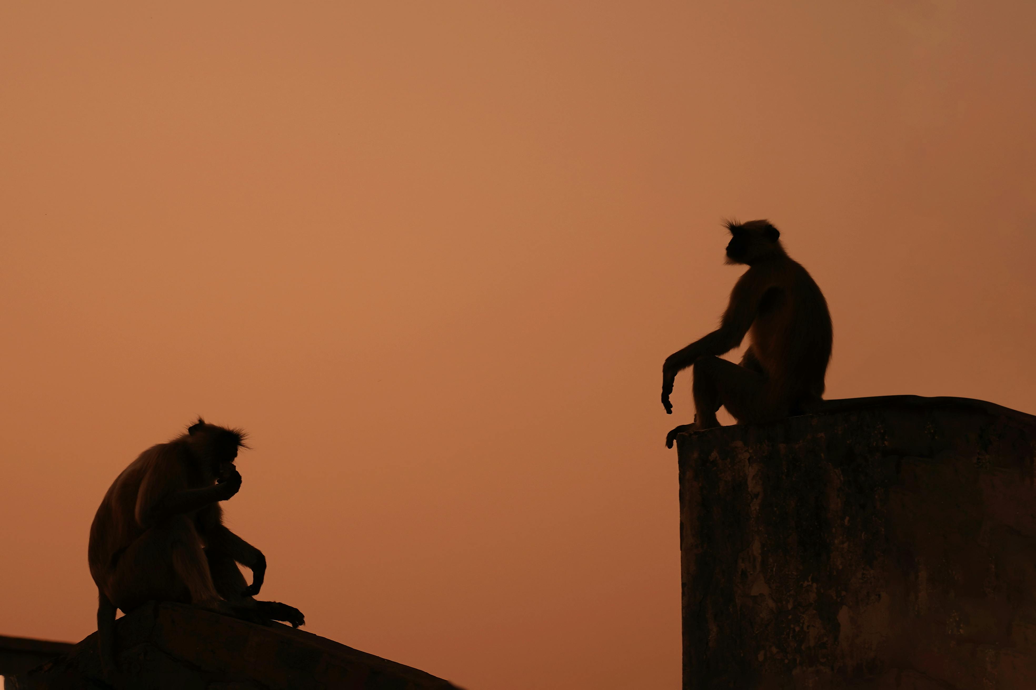 Amir Alpha Photos, Download The BEST Free Amir Alpha Stock Photos & HD ...