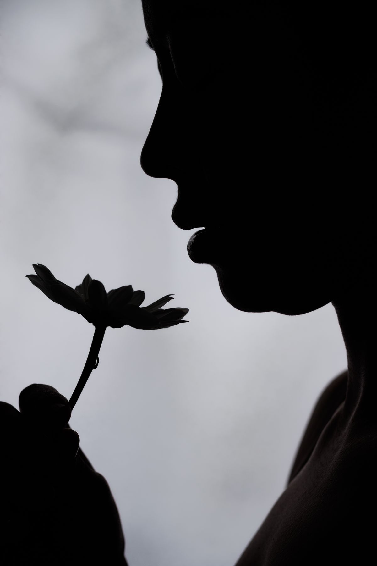 Flower Profile Photos, Download The BEST Free Flower Profile Stock ...