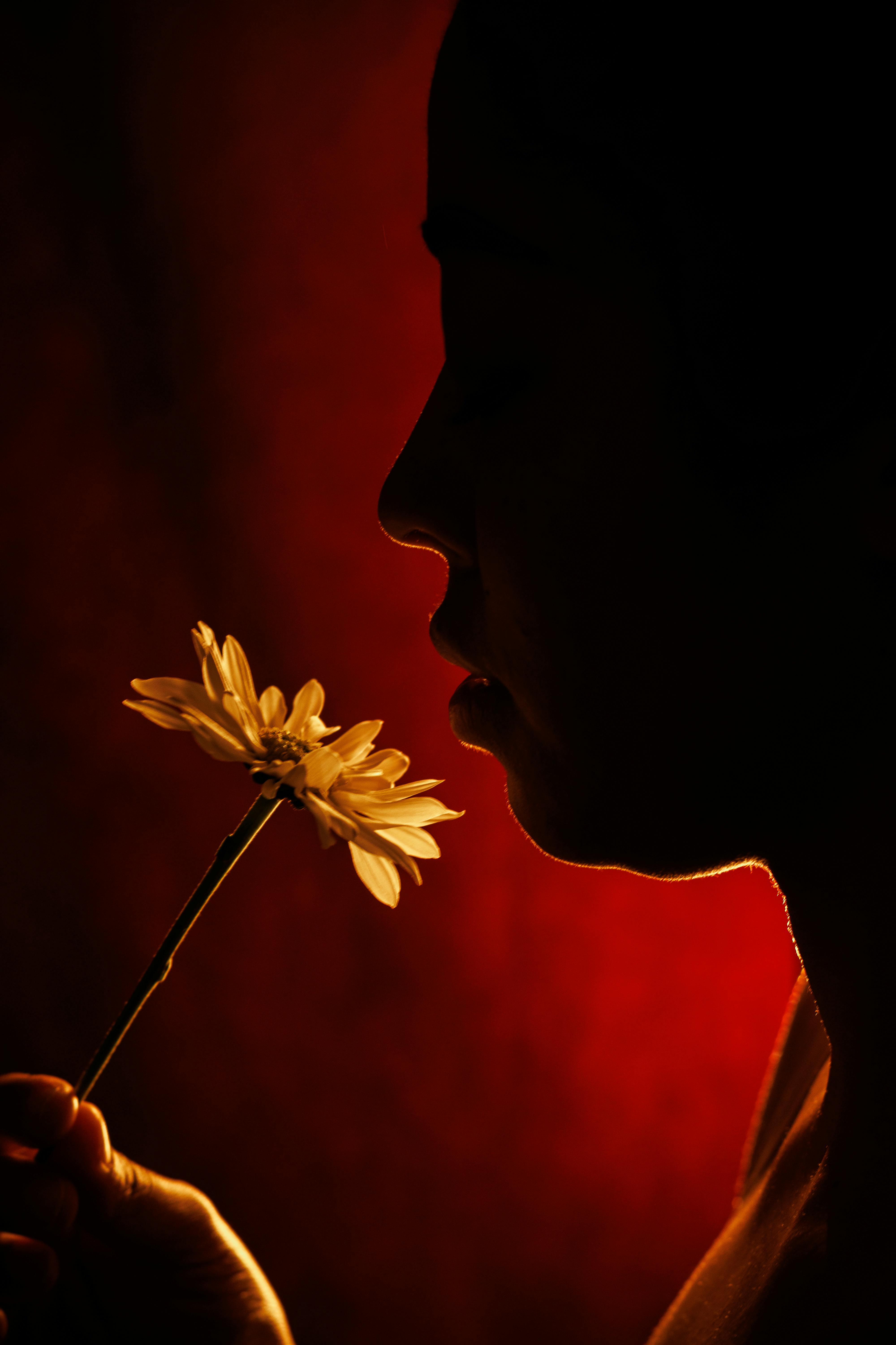 Silhouette of Woman Face and Flower · Free Stock Photo