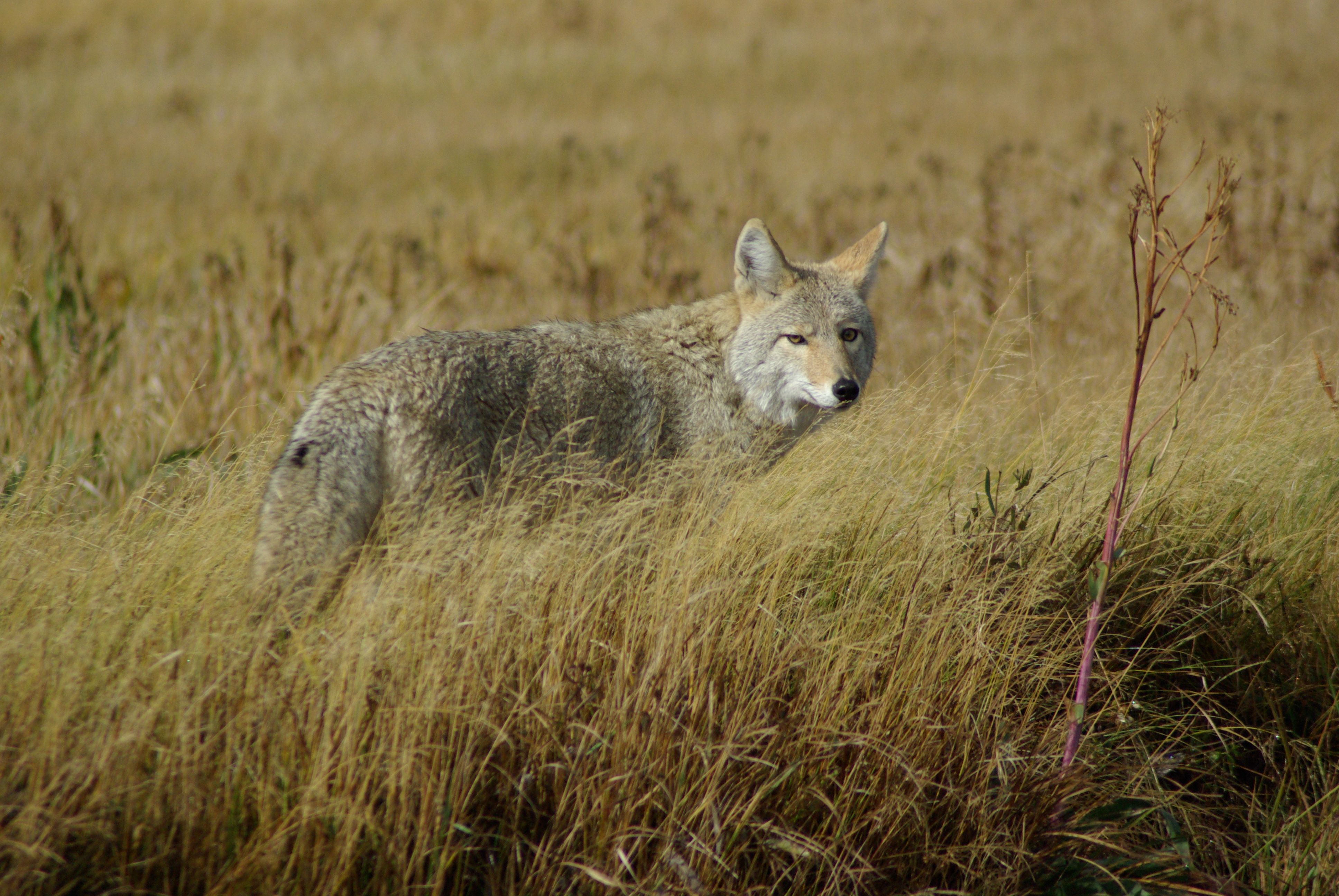 Coyote Photos, Download The BEST Free Coyote Stock Photos & HD Images