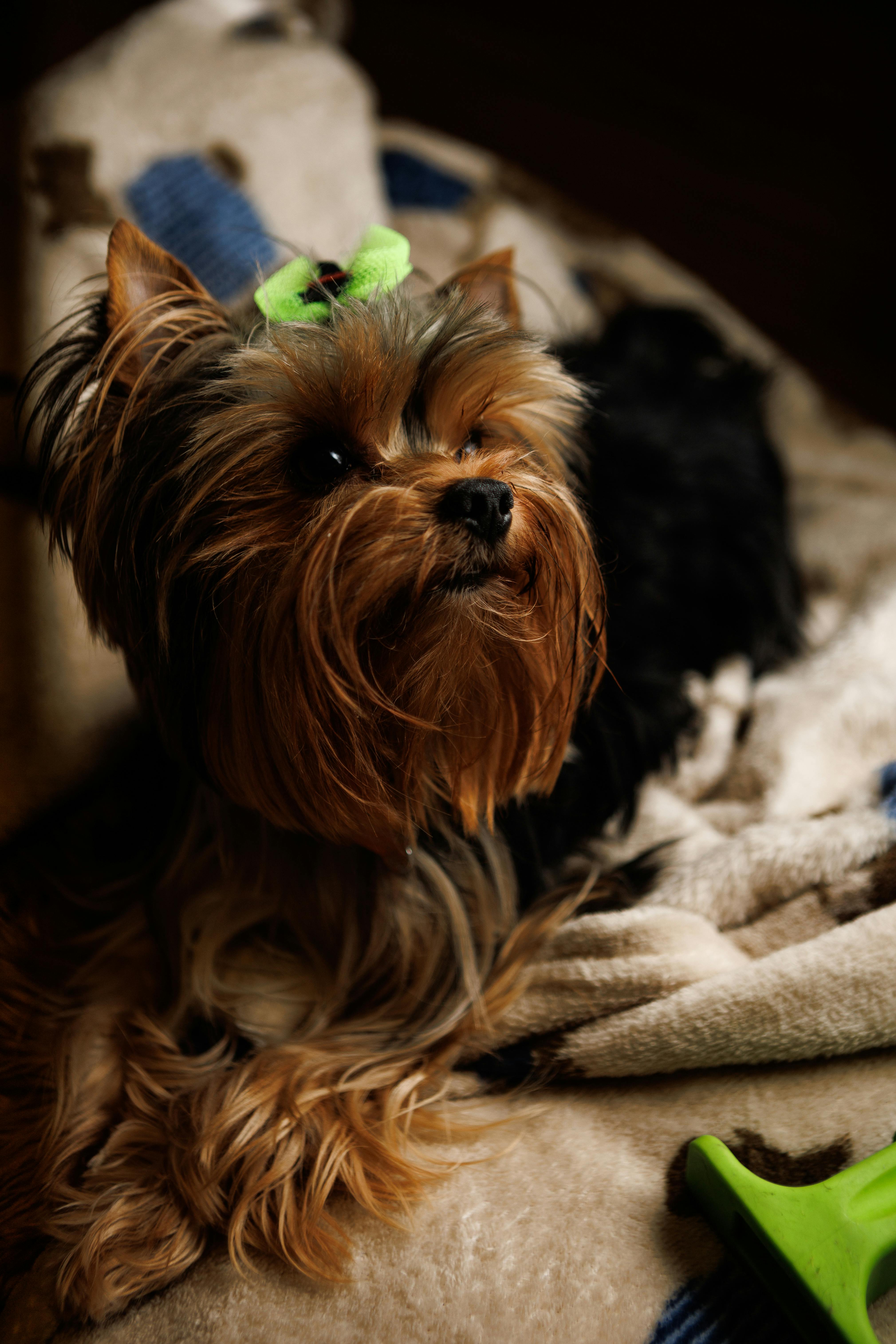 Yorkie Photos, Download The BEST Free Yorkie Stock Photos & HD Images