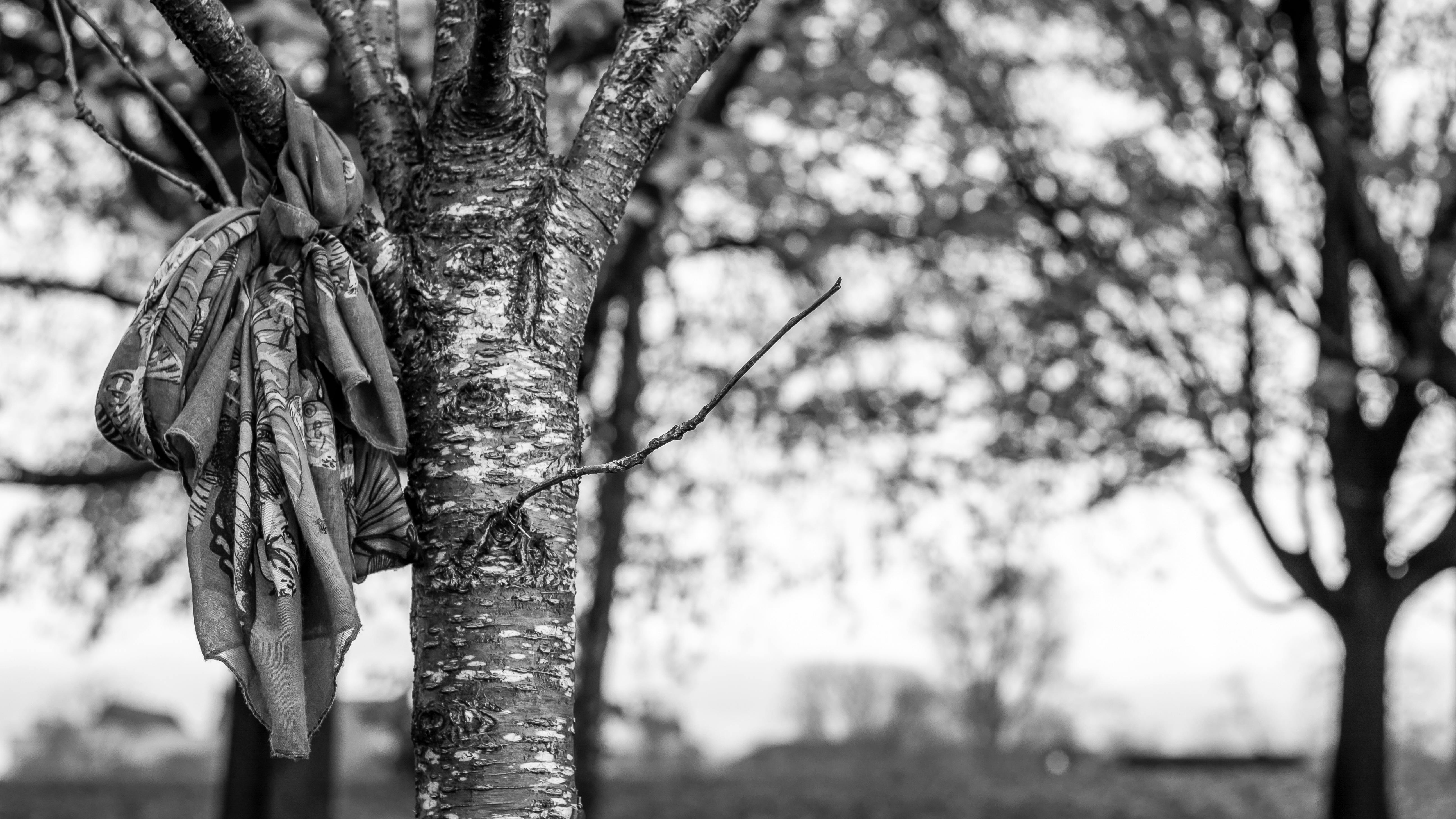 Tied To Tree Photos, Download The BEST Free Tied To Tree Stock Photos ...