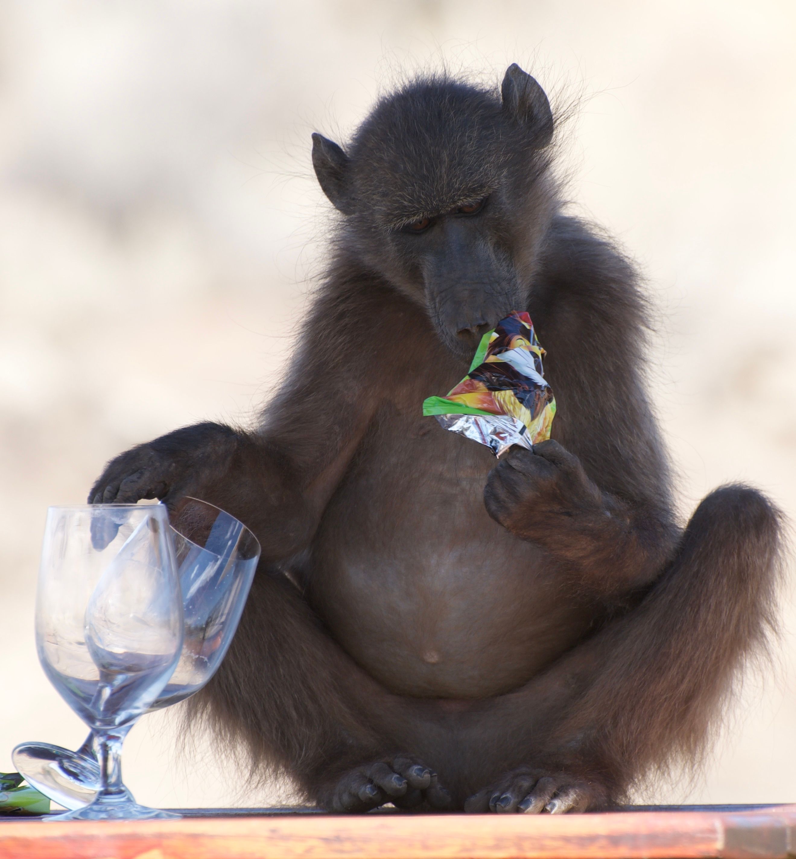 The Monkey Kong Photos, Download The BEST Free The Monkey Kong Stock ...