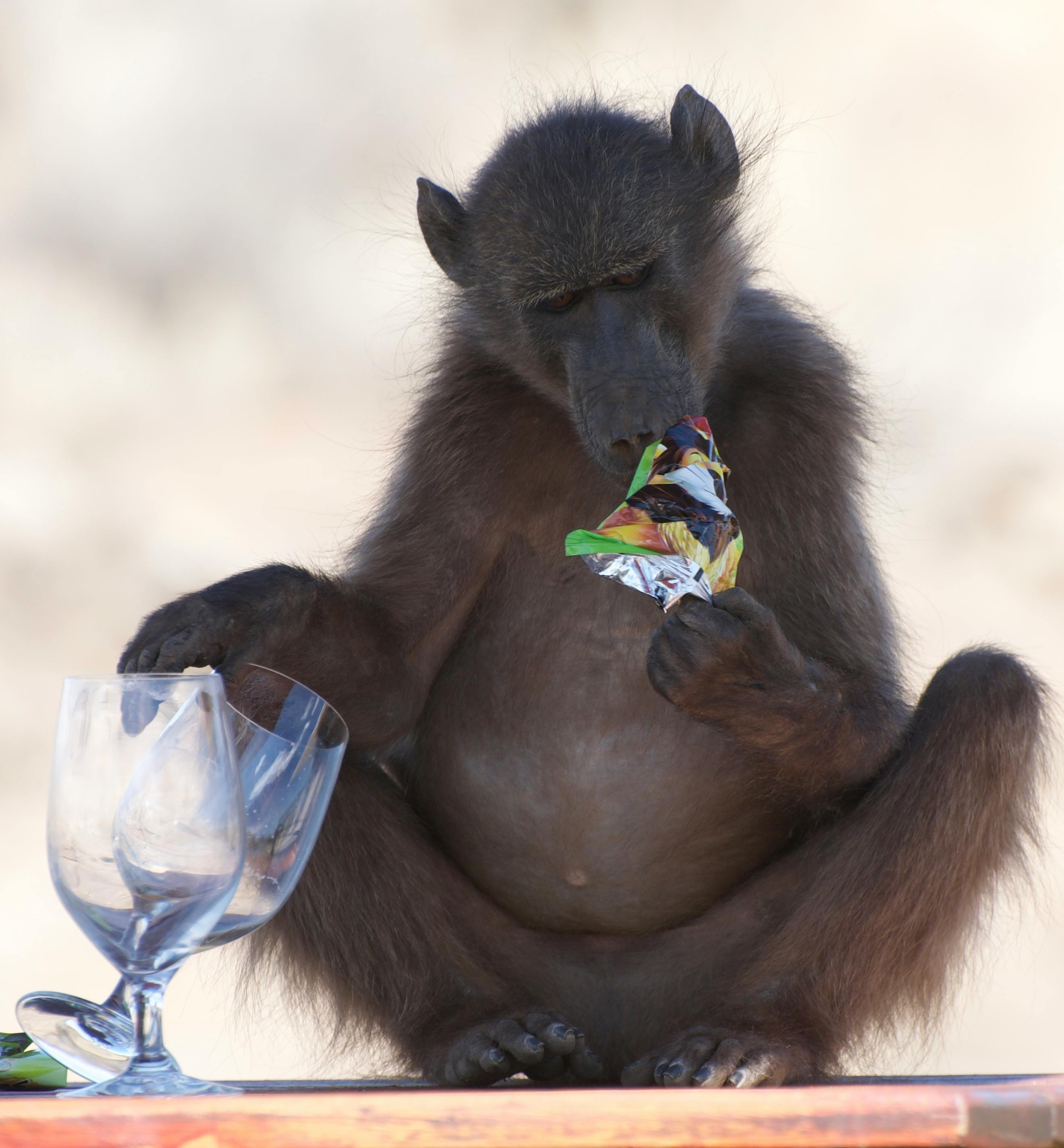 Baboon while Eating · Free Stock Photo