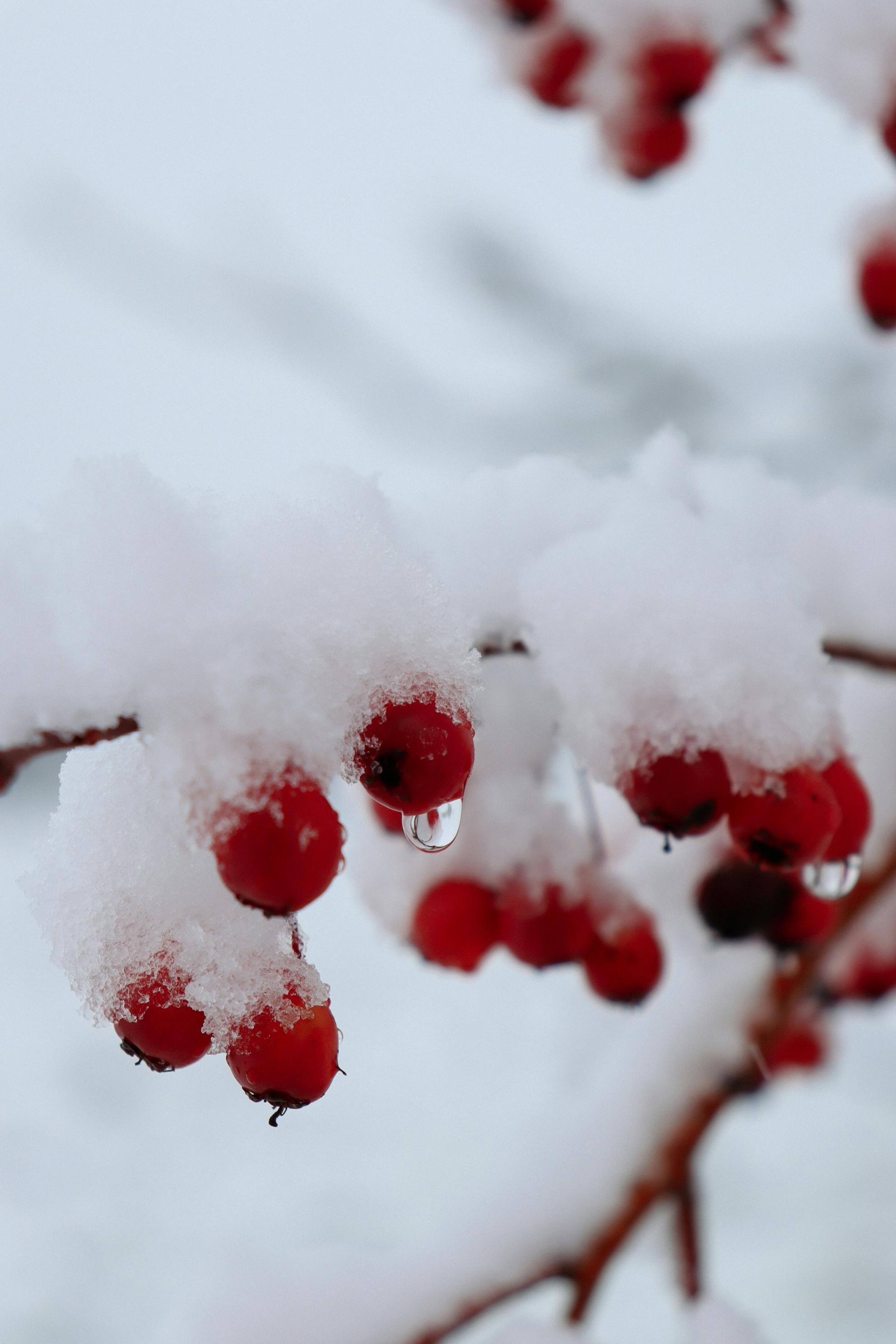 Red Berries in Winter · Free Stock Photo