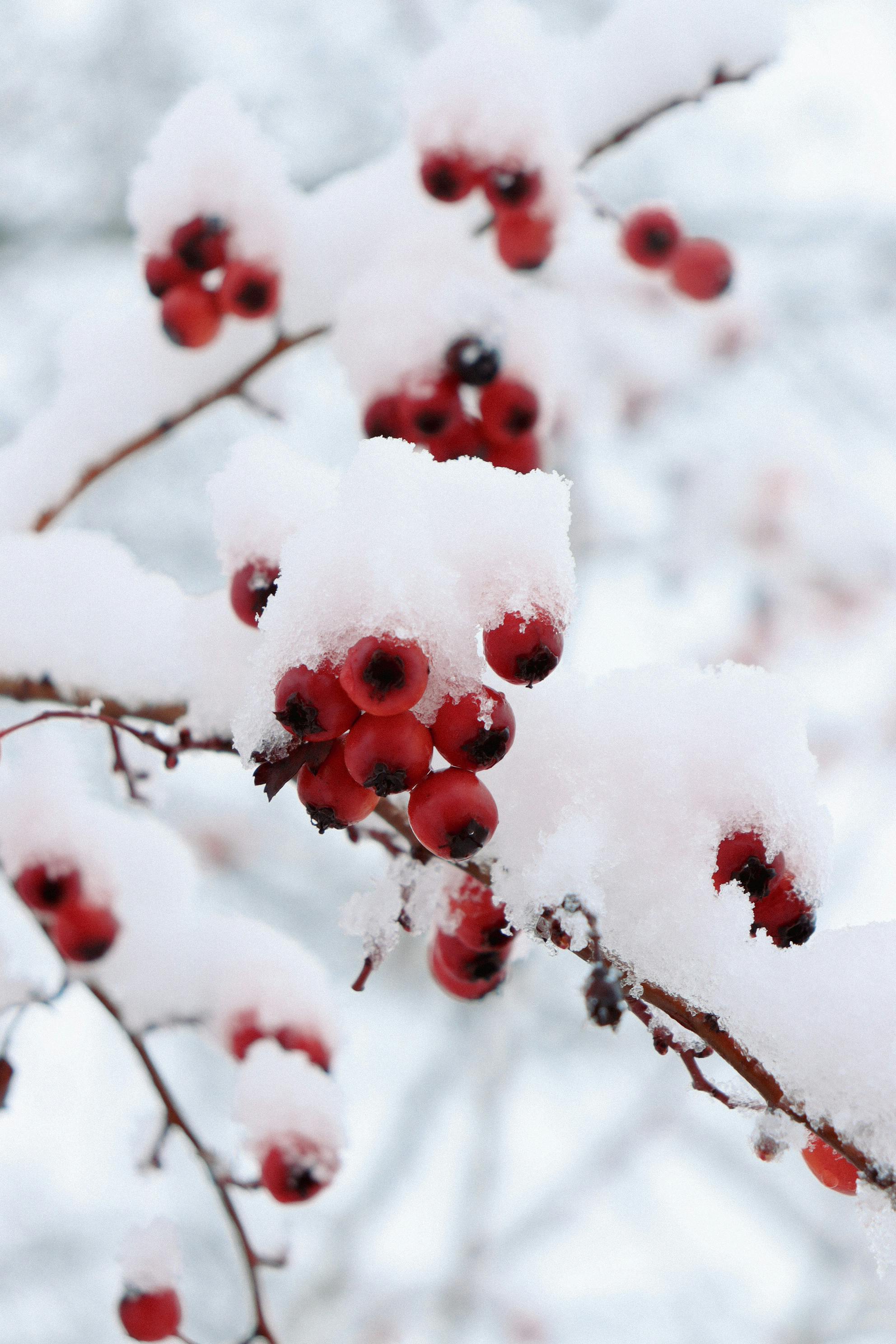 Close up of Red Berries in Winter · Free Stock Photo