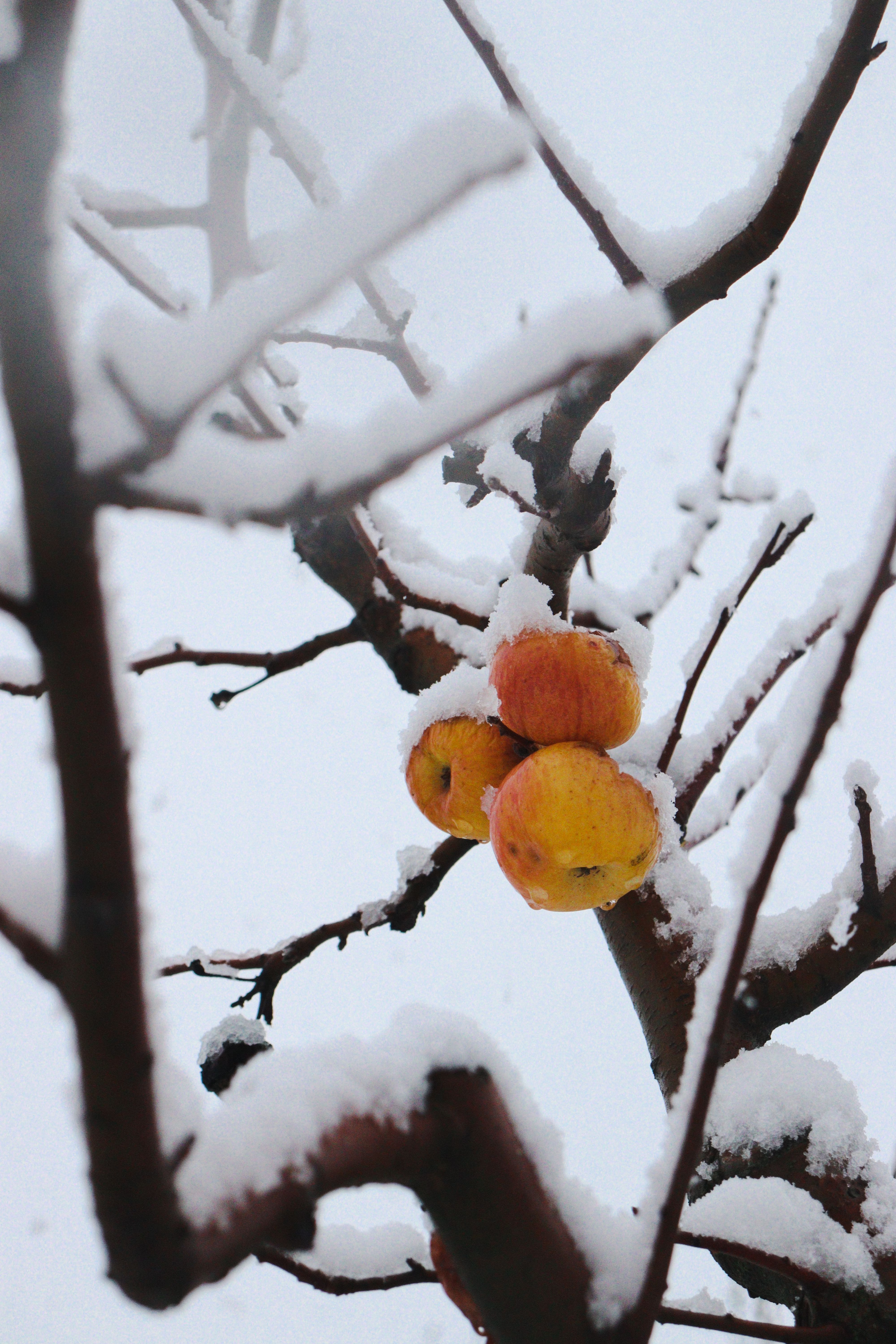 Barren Fruit Tree Photos, Download The BEST Free Barren Fruit Tree ...