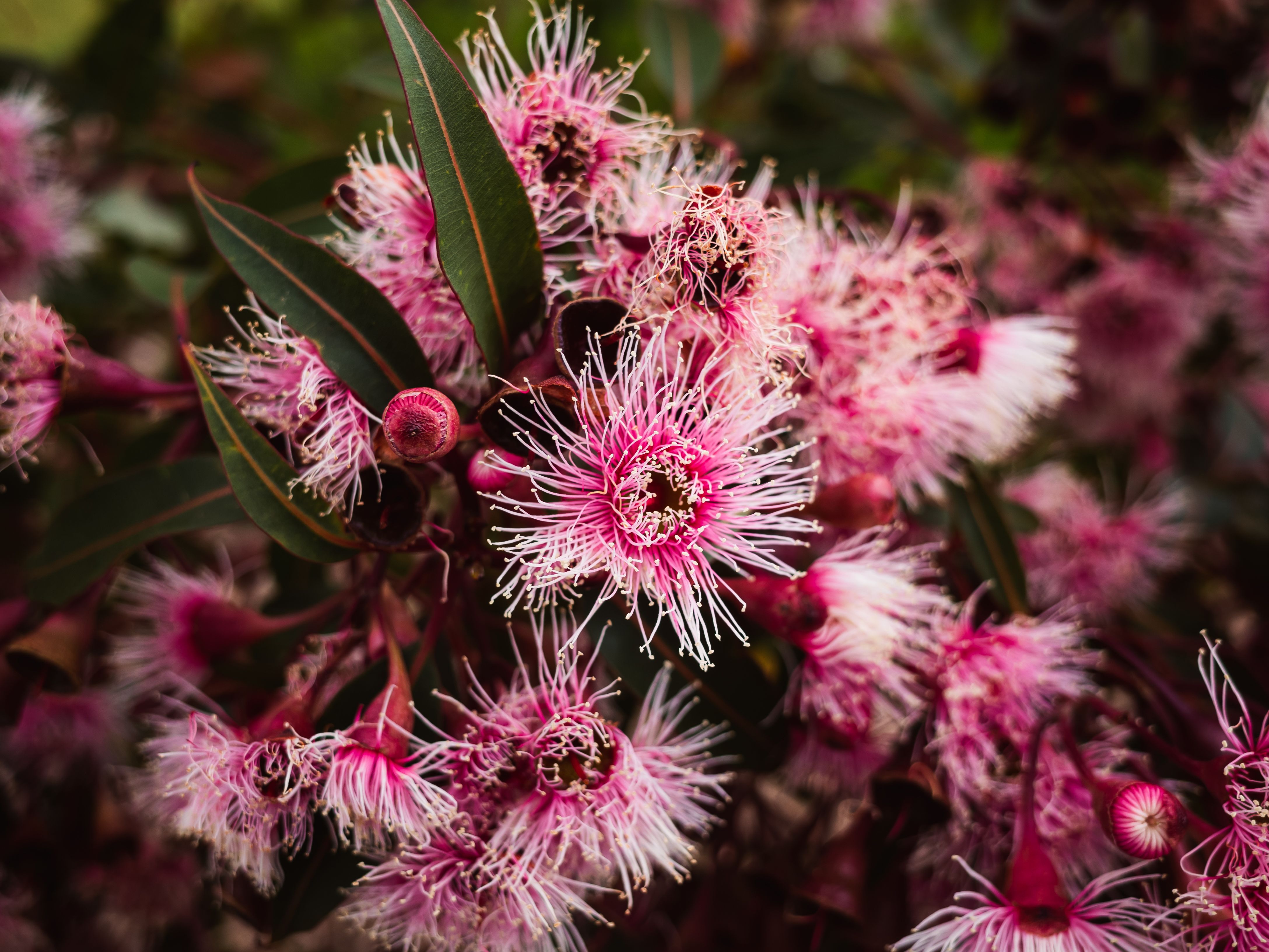 Parts Of Mimosa Plants Photos, Download The BEST Free Parts Of Mimosa ...