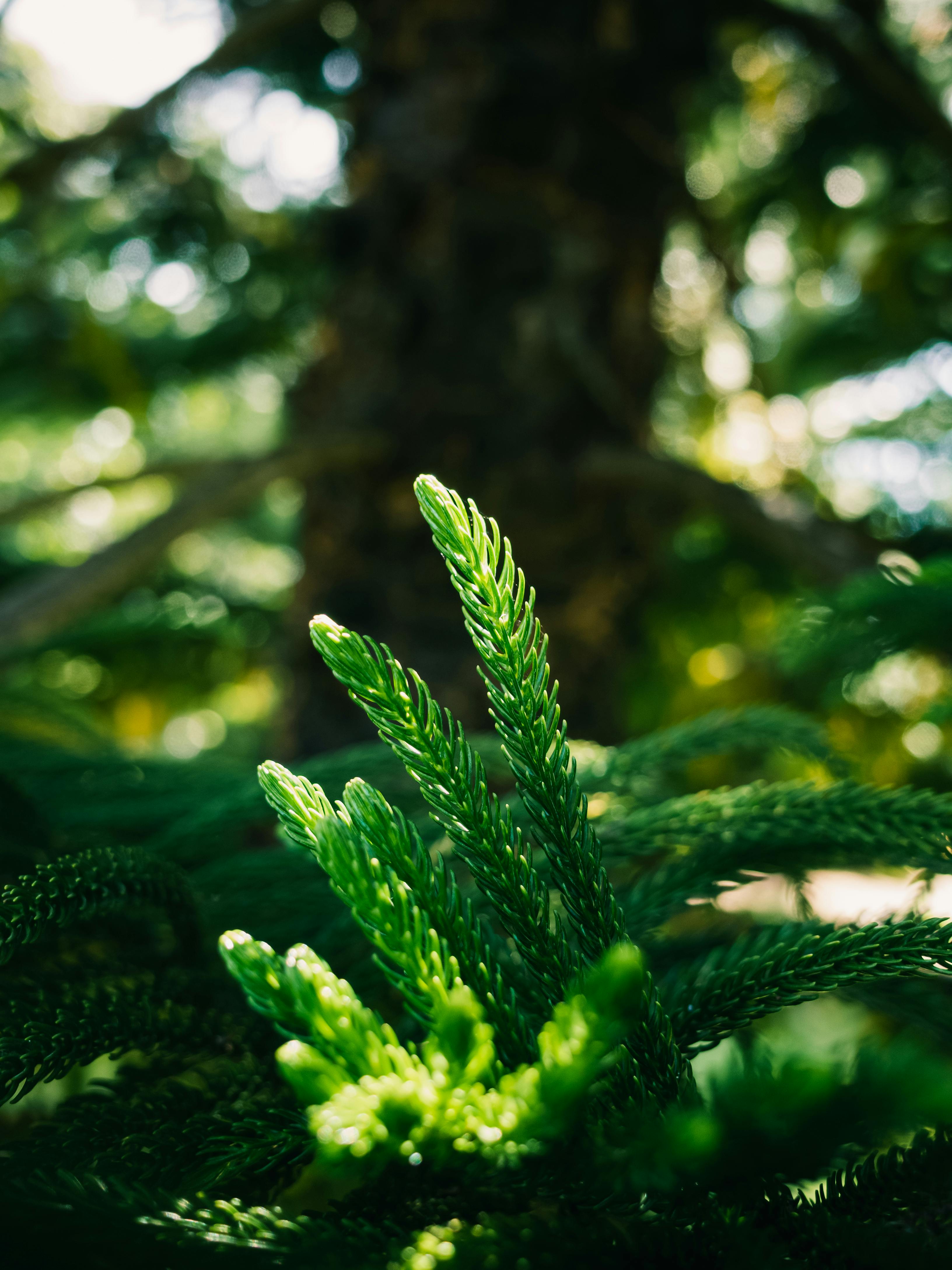 Evergreen Tree Branches · Free Stock Photo