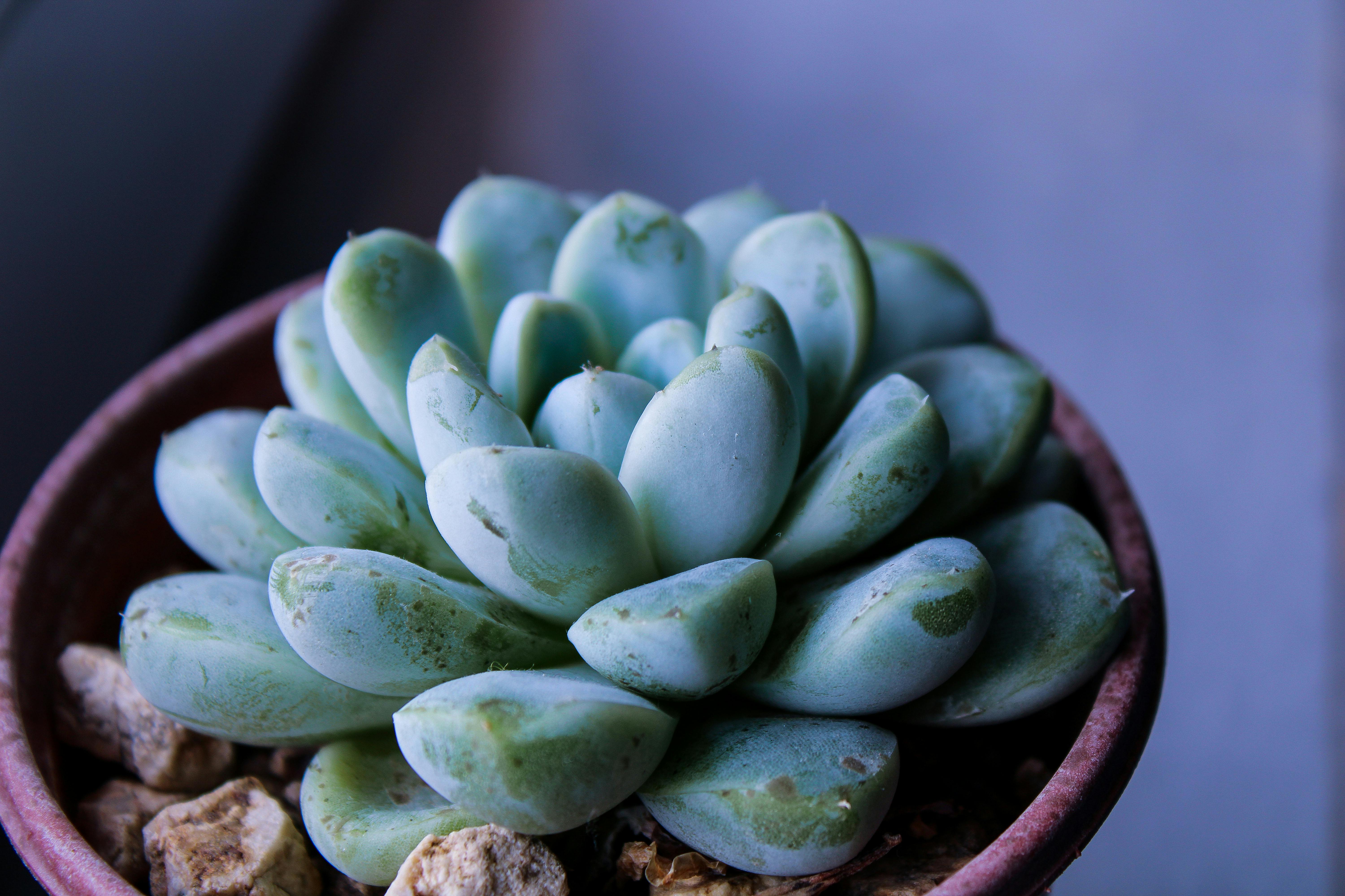 Close-up of White Mexican Rose Succulent · Free Stock Photo